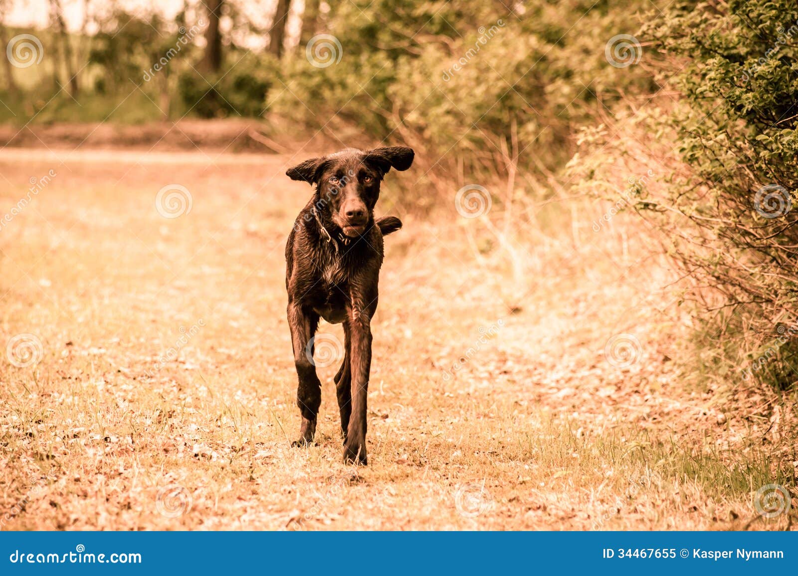 Perro corriente imagen de archivo. Imagen de viejo, canino - 34467655
