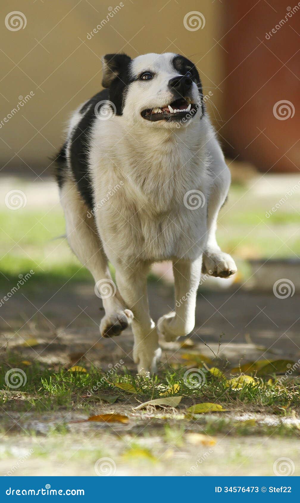 Perro corriente imagen de archivo. Imagen de lindo, bueno - 34576473