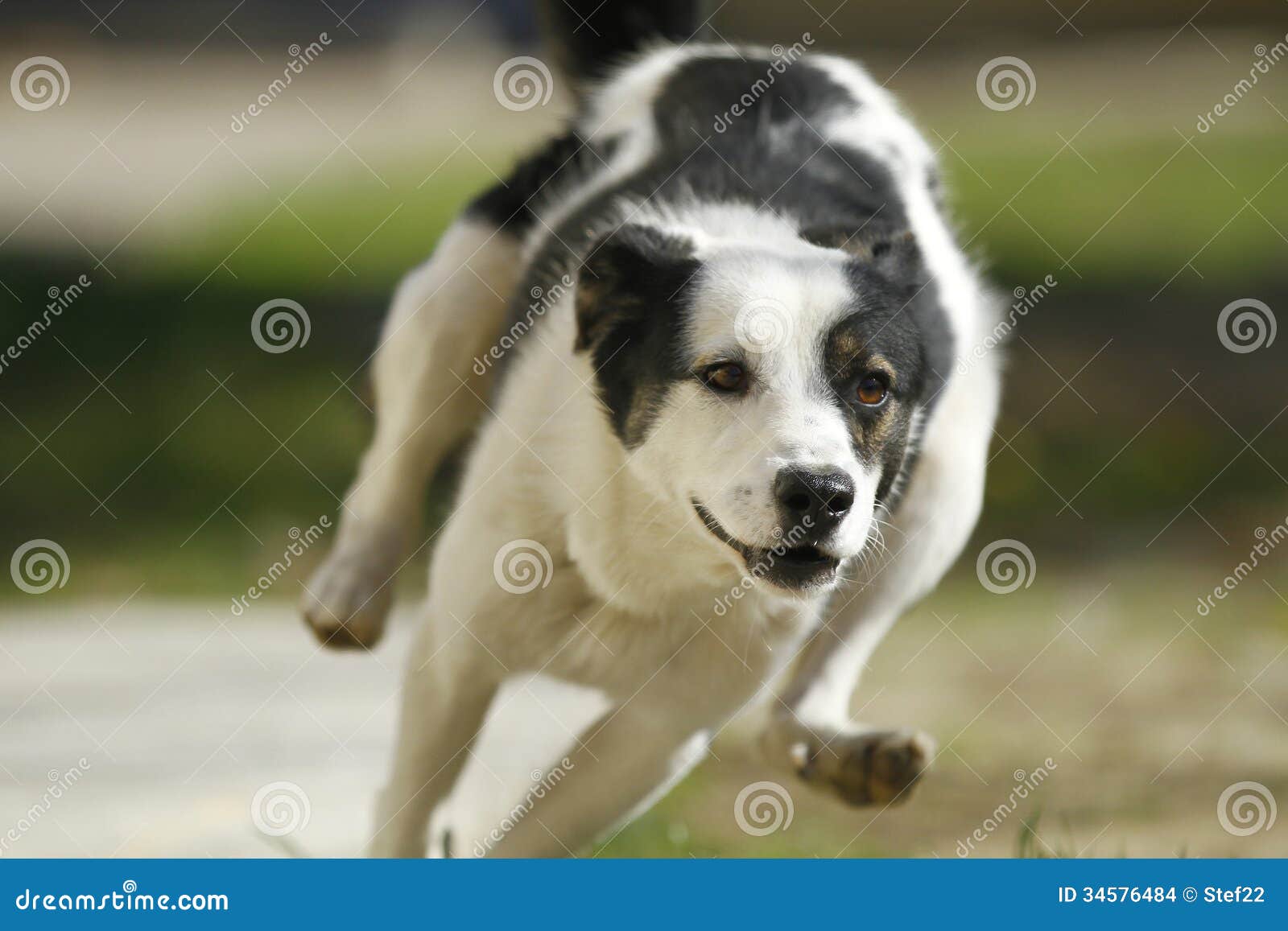 Perro corriente foto de archivo. Imagen de abierto, primer - 34576484