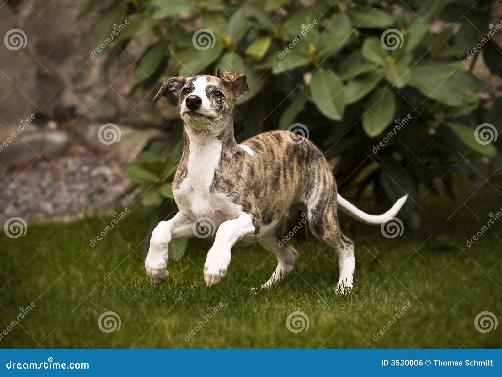 Perro Corriente Imagen. Imagen: 3530006