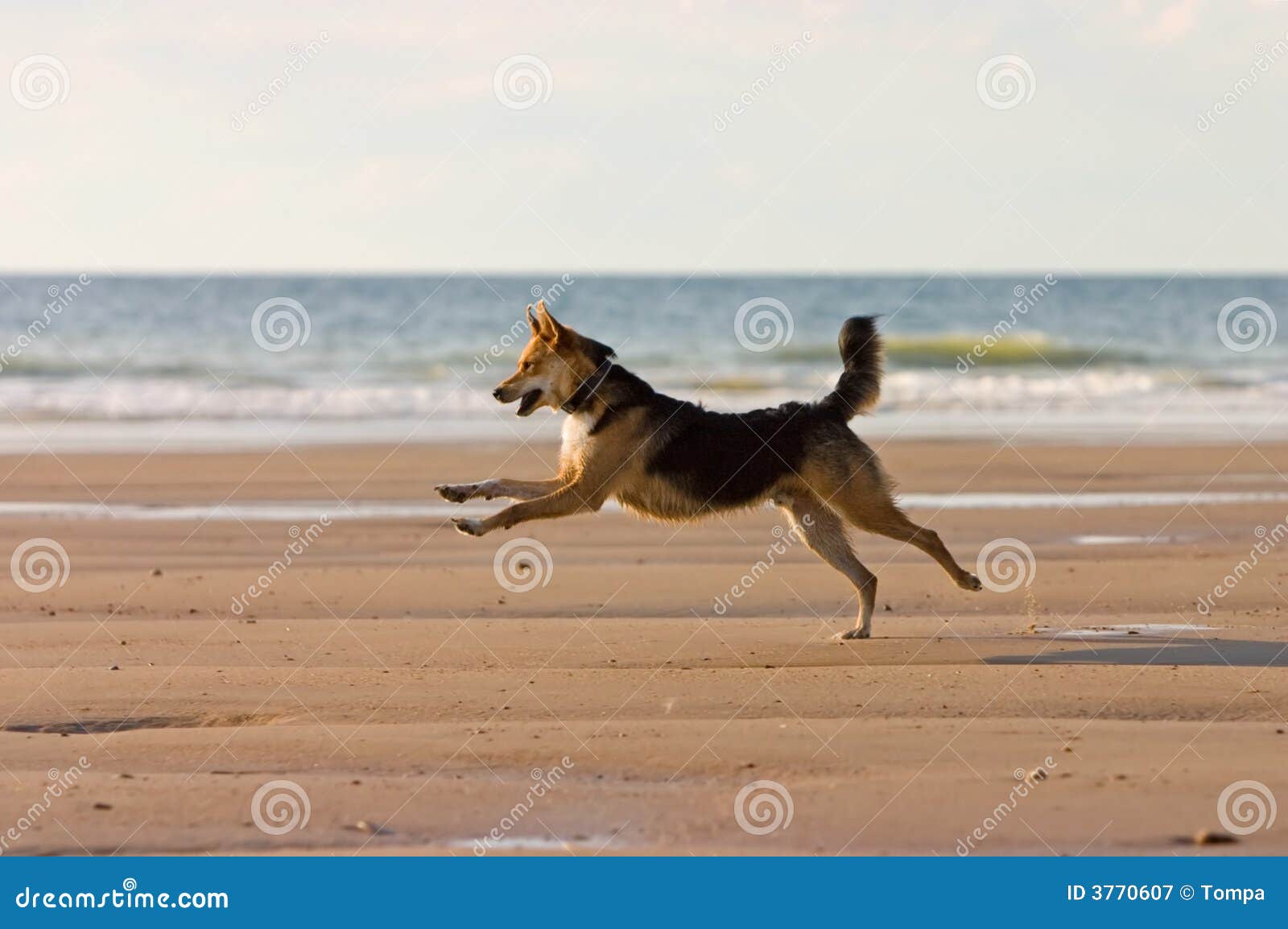 Perro corriente imagen de archivo. Imagen de casta, feliz - 3770607