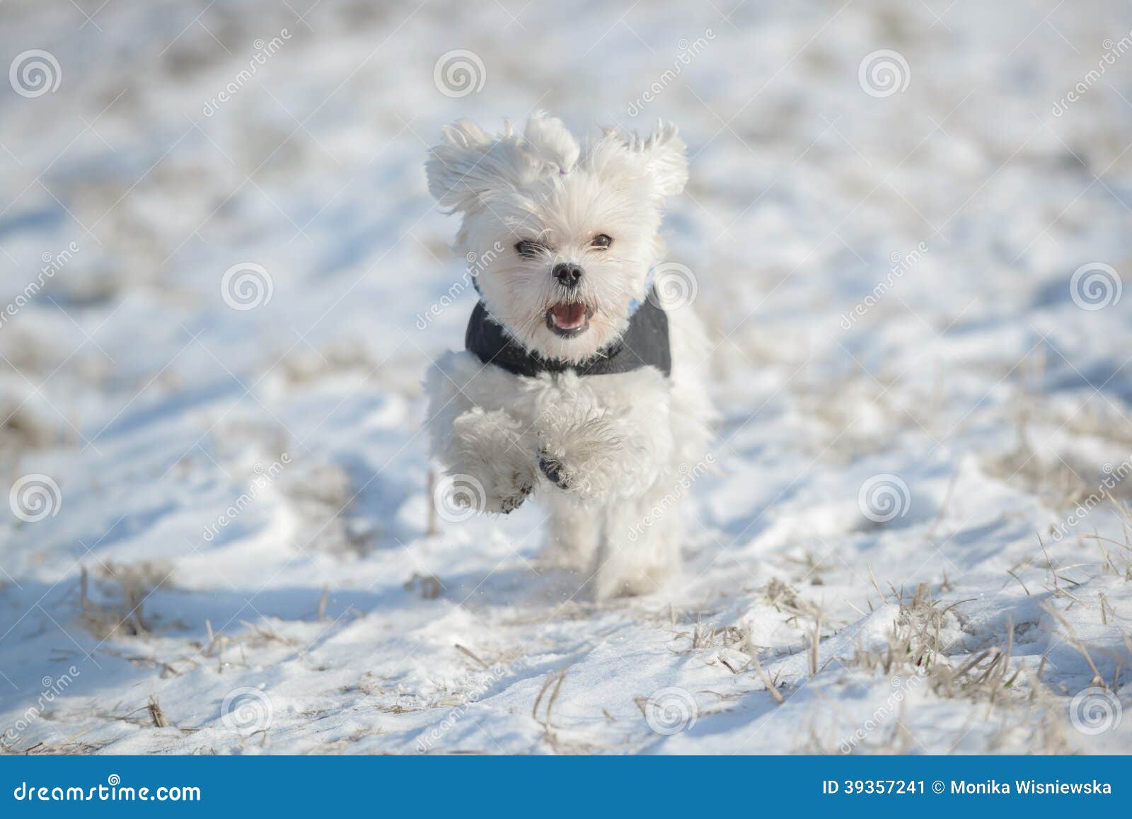 Perro corriente imagen de archivo. Imagen de animal, retrato - 39357241