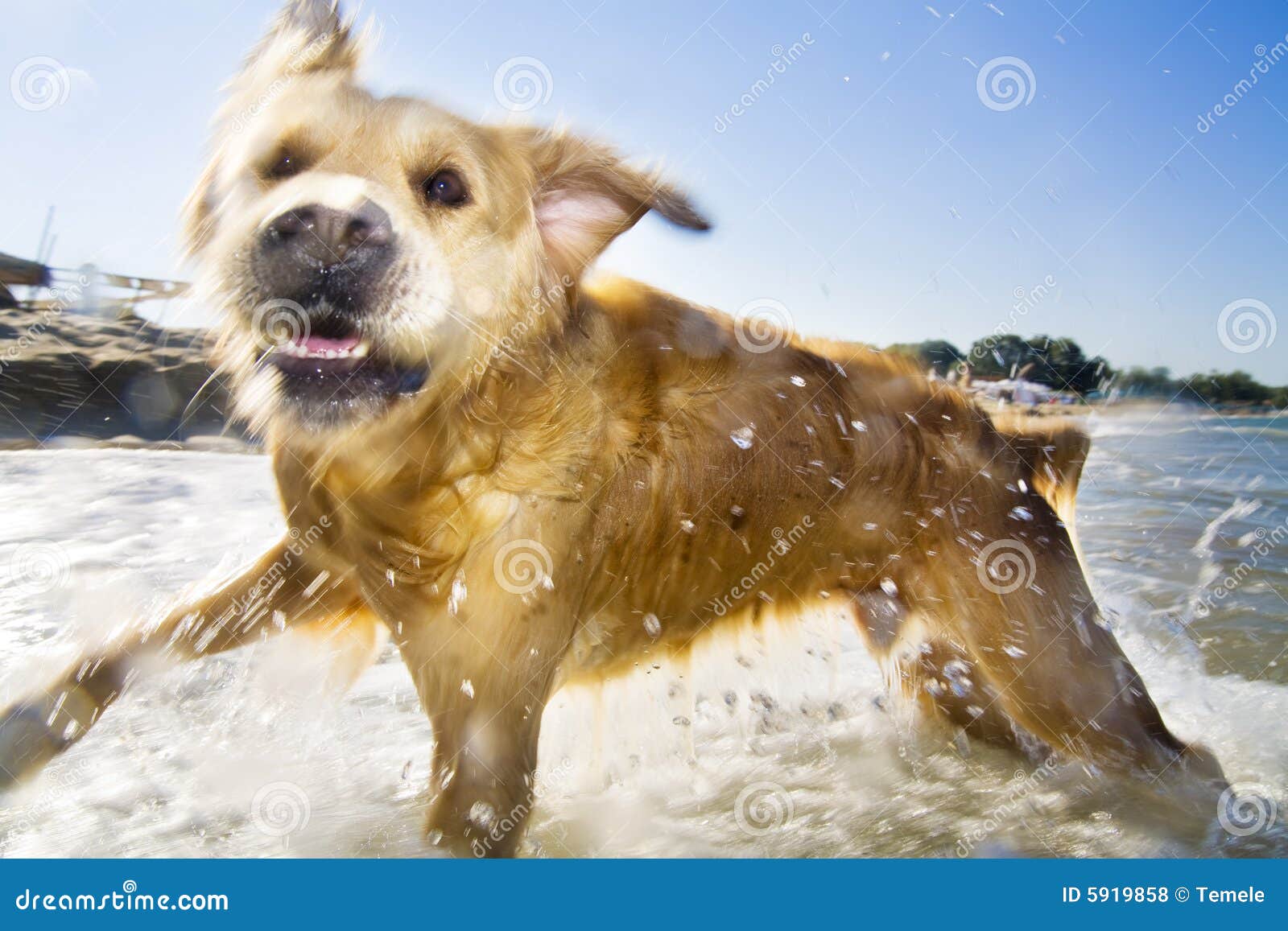 Perro corriente foto de archivo. Imagen de chapoteo, animal - 5919858