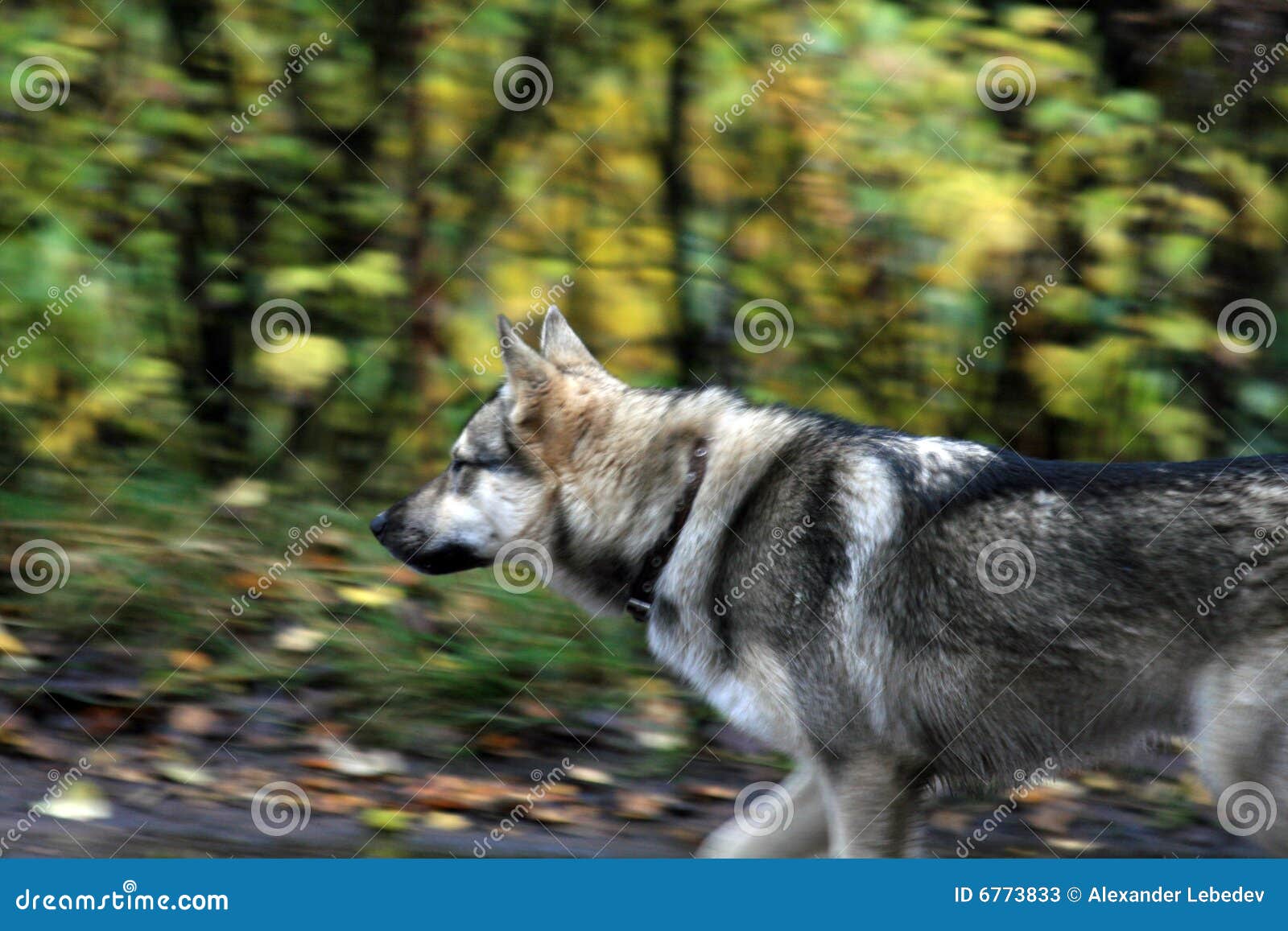 Perro corriente imagen de archivo. Imagen de bosque, perro - 6773833