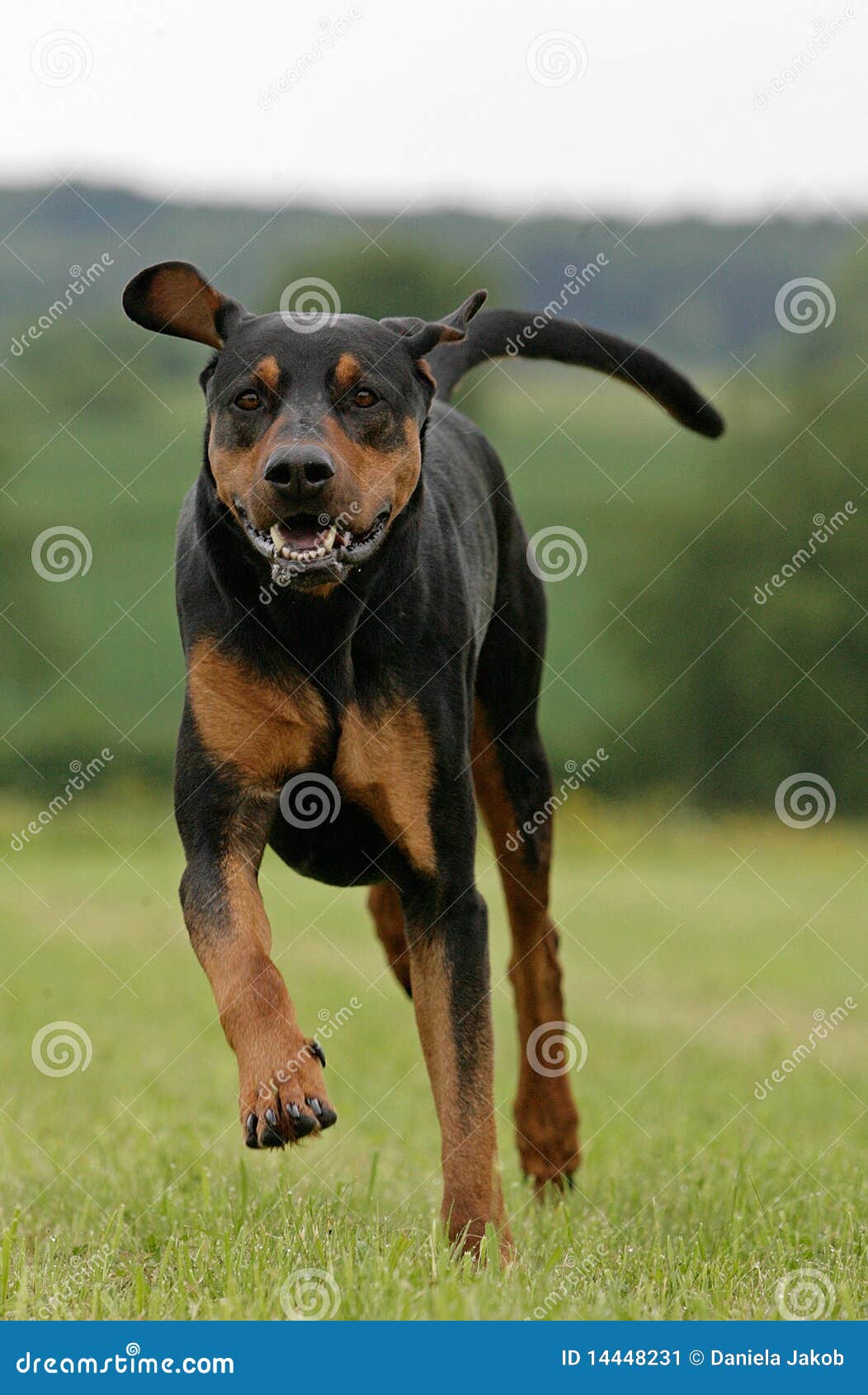 Perro Corriente Del Doberman Imagen de archivo - Imagen de fauna ...