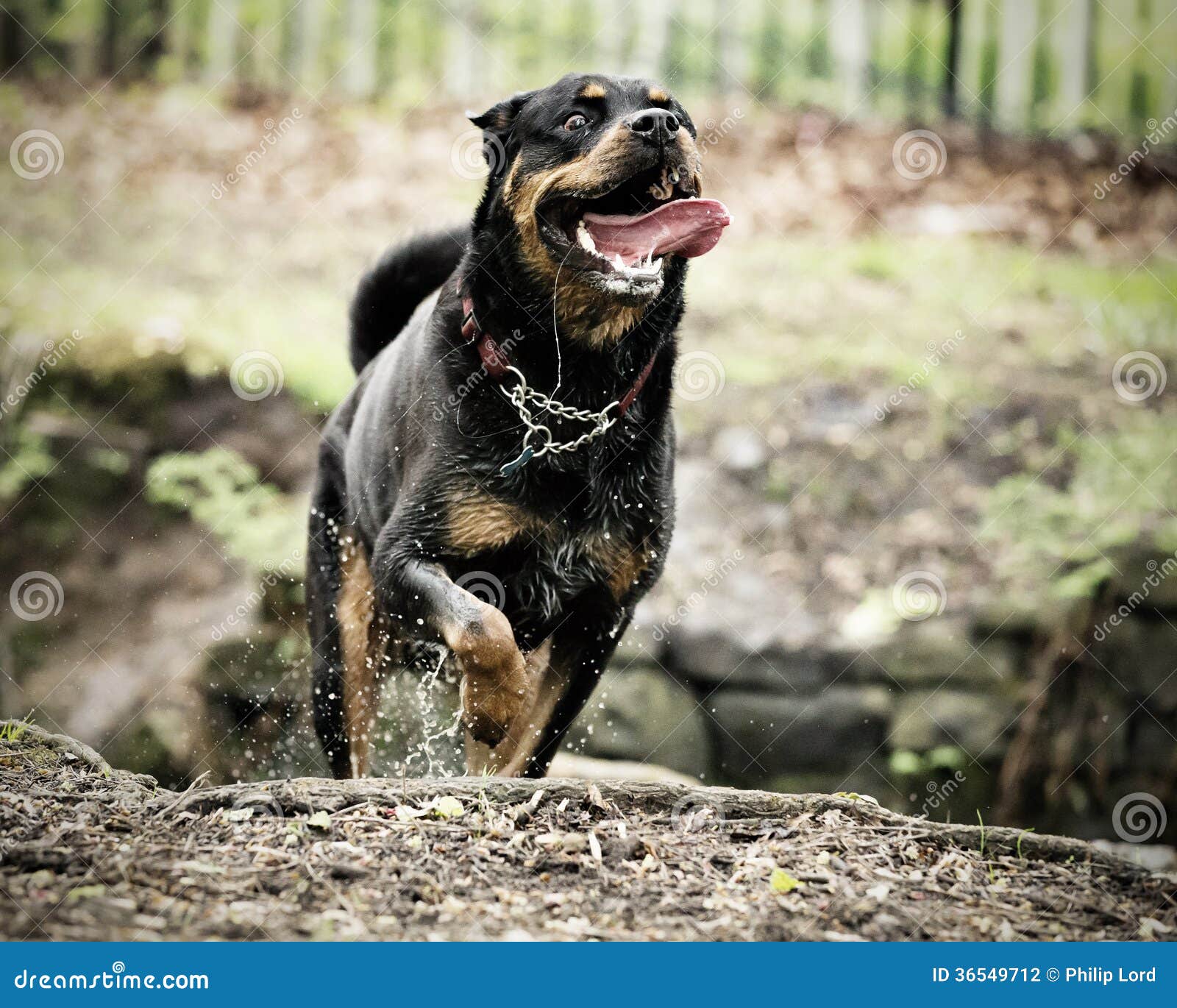 Perro Corriente Del Rottweiler Foto de archivo - Imagen de parque ...