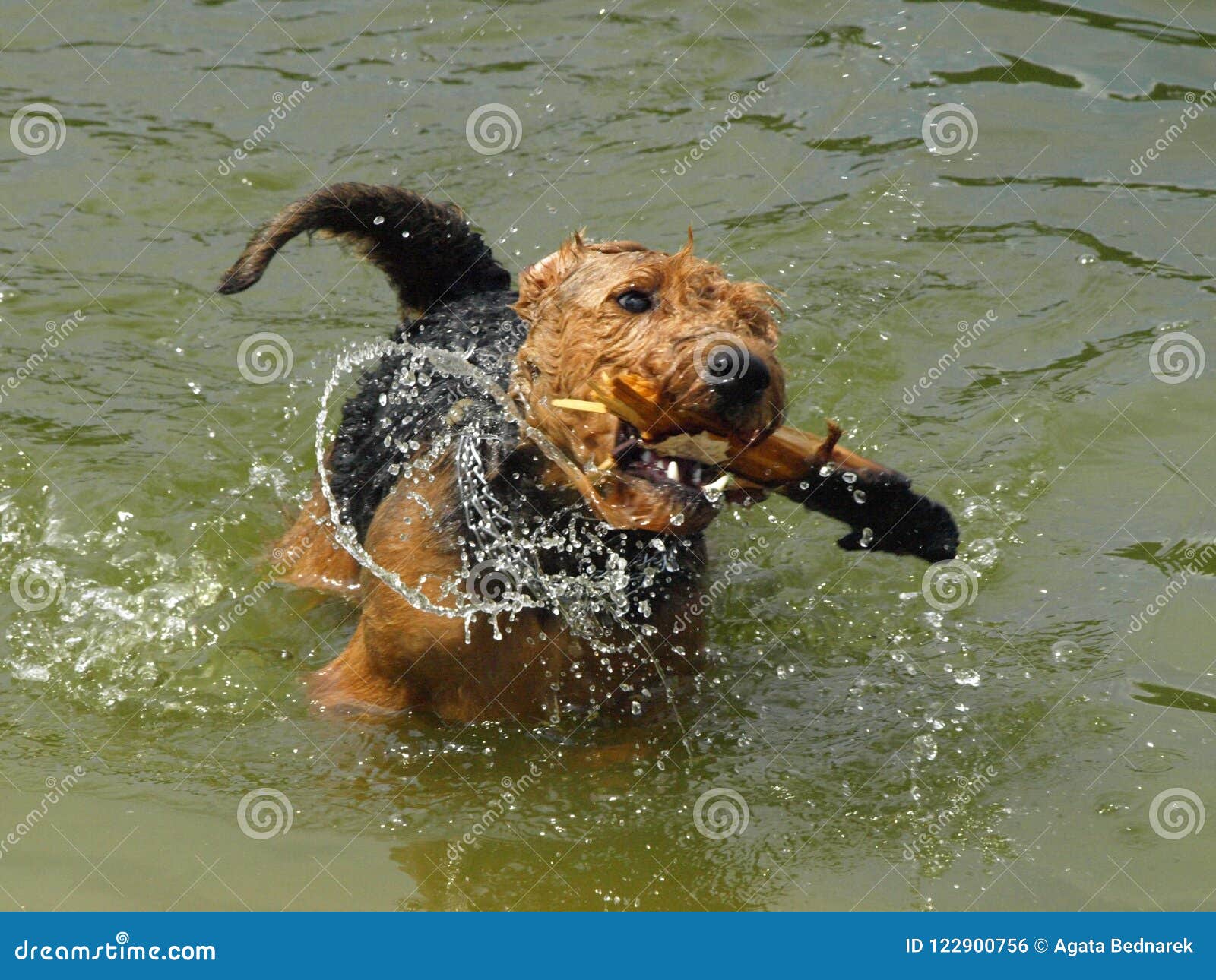 Perro corriente en campo foto de archivo. Imagen de perro - 122900756