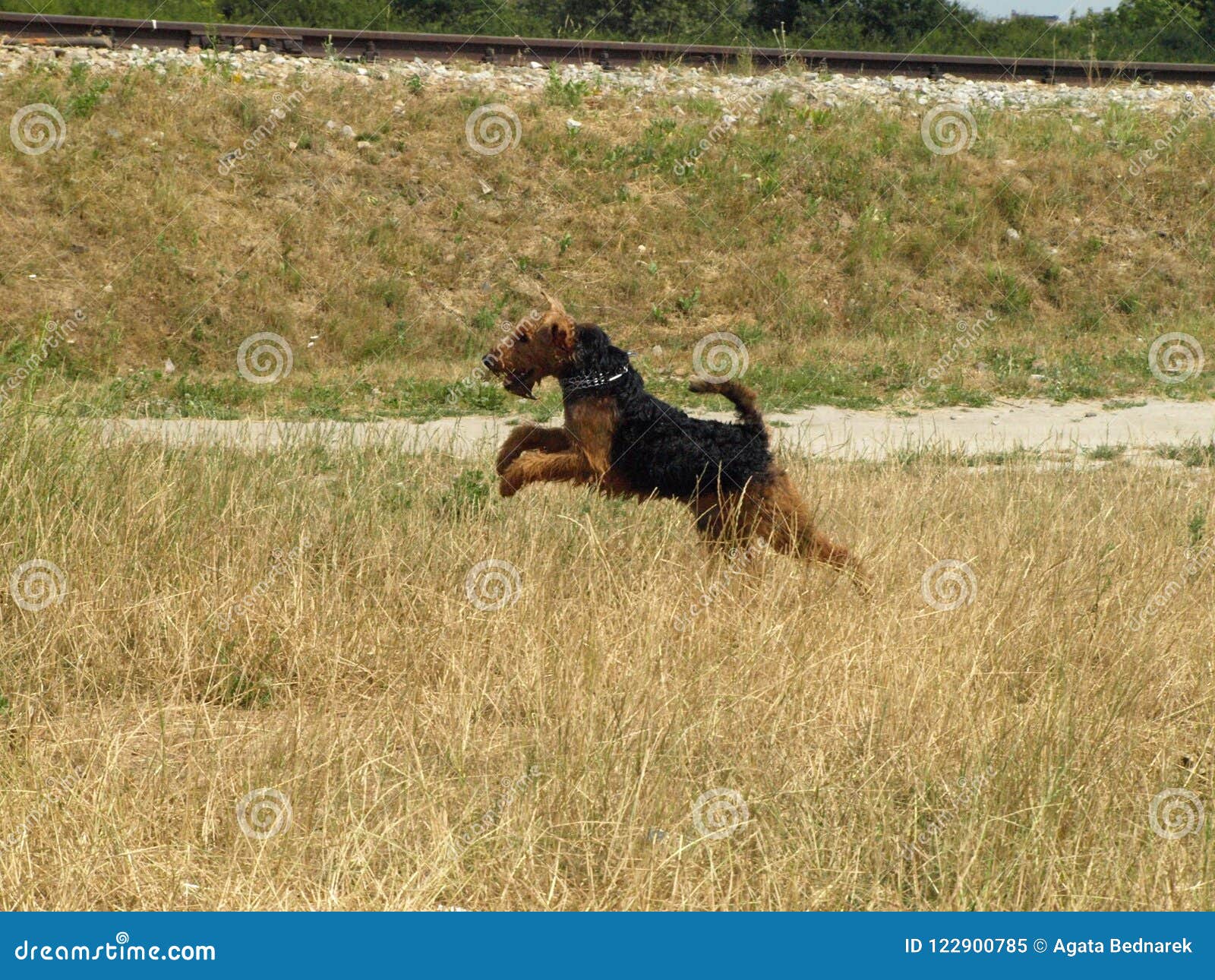 Perro corriente en campo imagen de archivo. Imagen de playa - 122900785