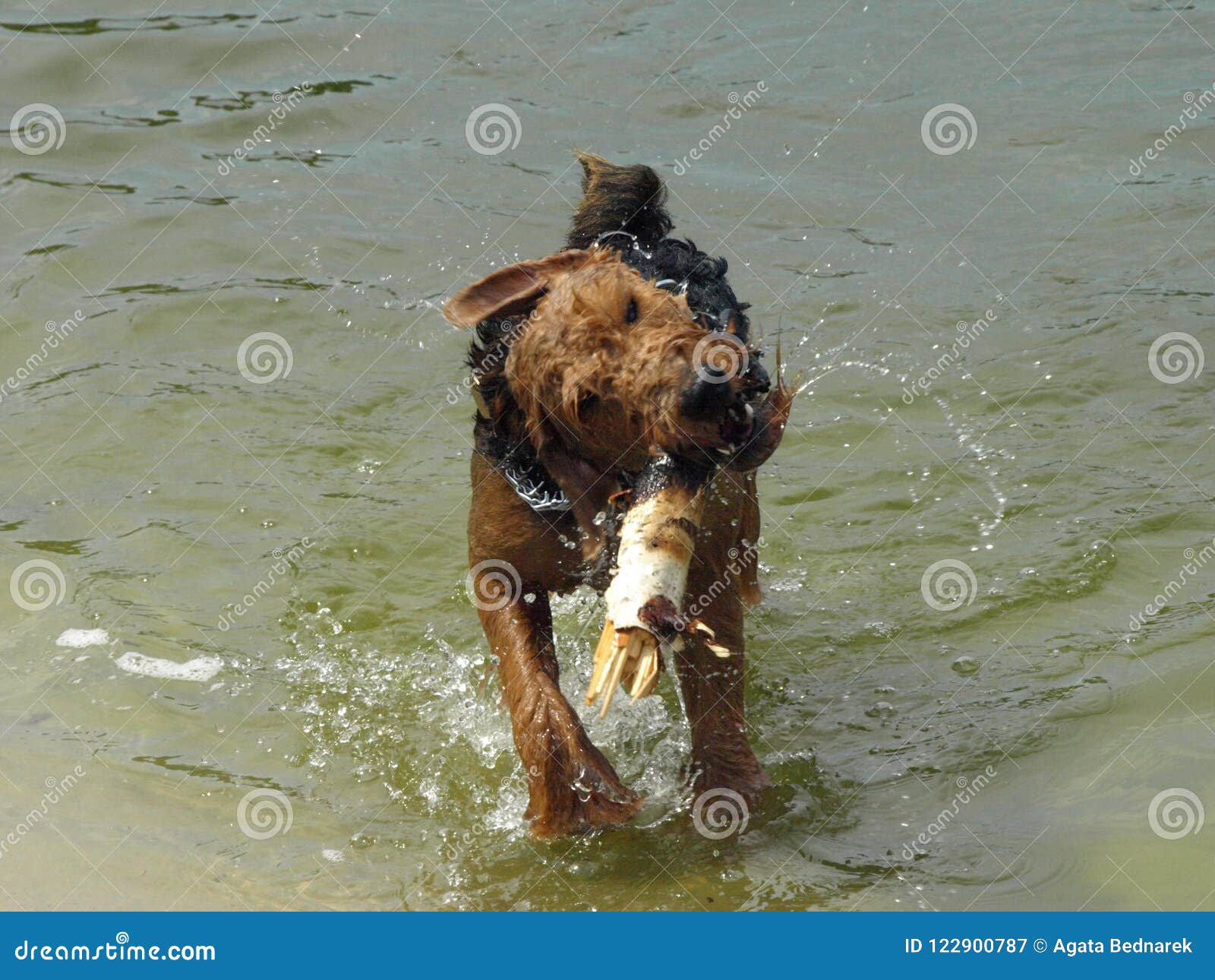 Perro corriente en campo imagen de archivo. Imagen de animal - 122900787