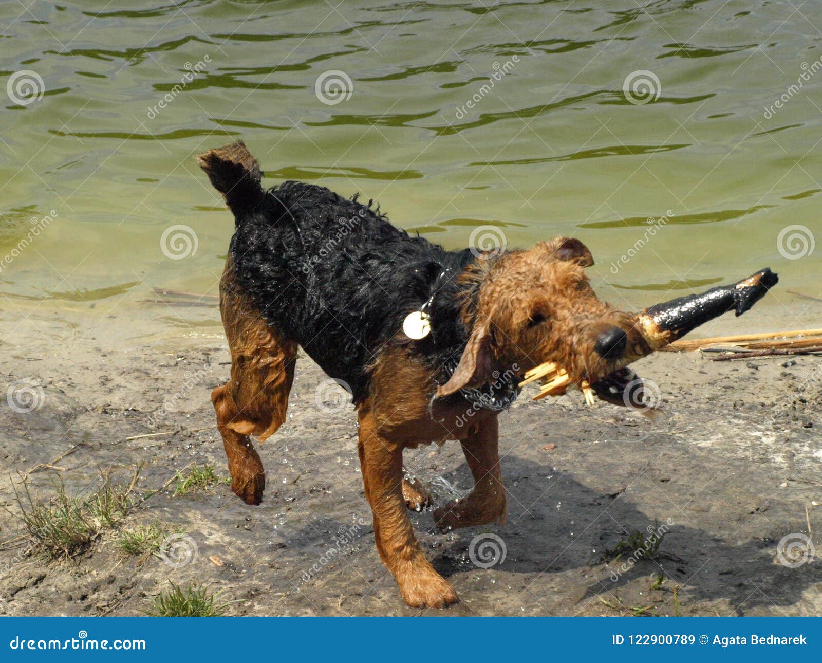 Perro corriente en campo imagen de archivo. Imagen de playa - 122900789