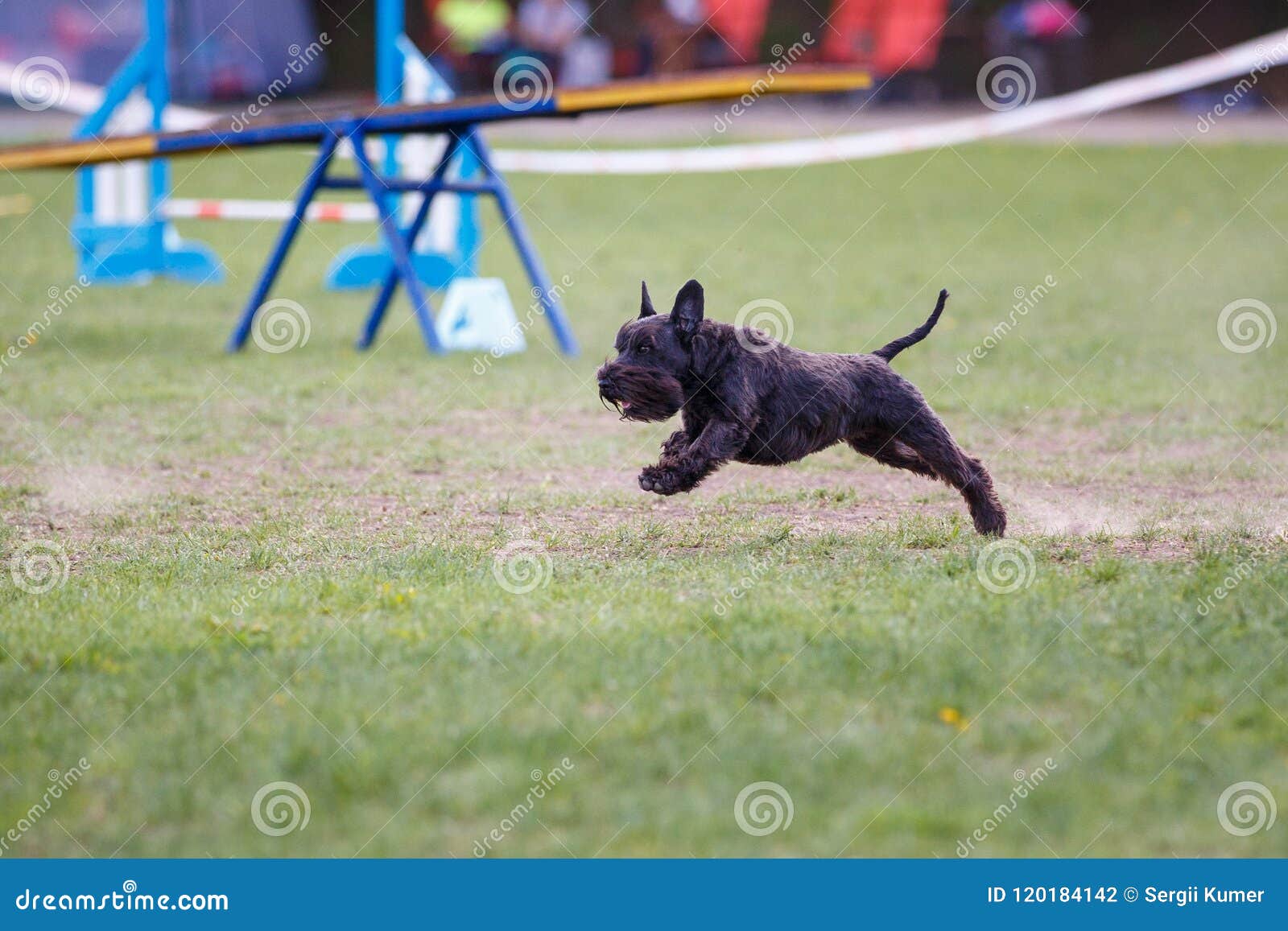 Perro Corriente En Su Curso En La Competencia De La Agilidad Foto de ...