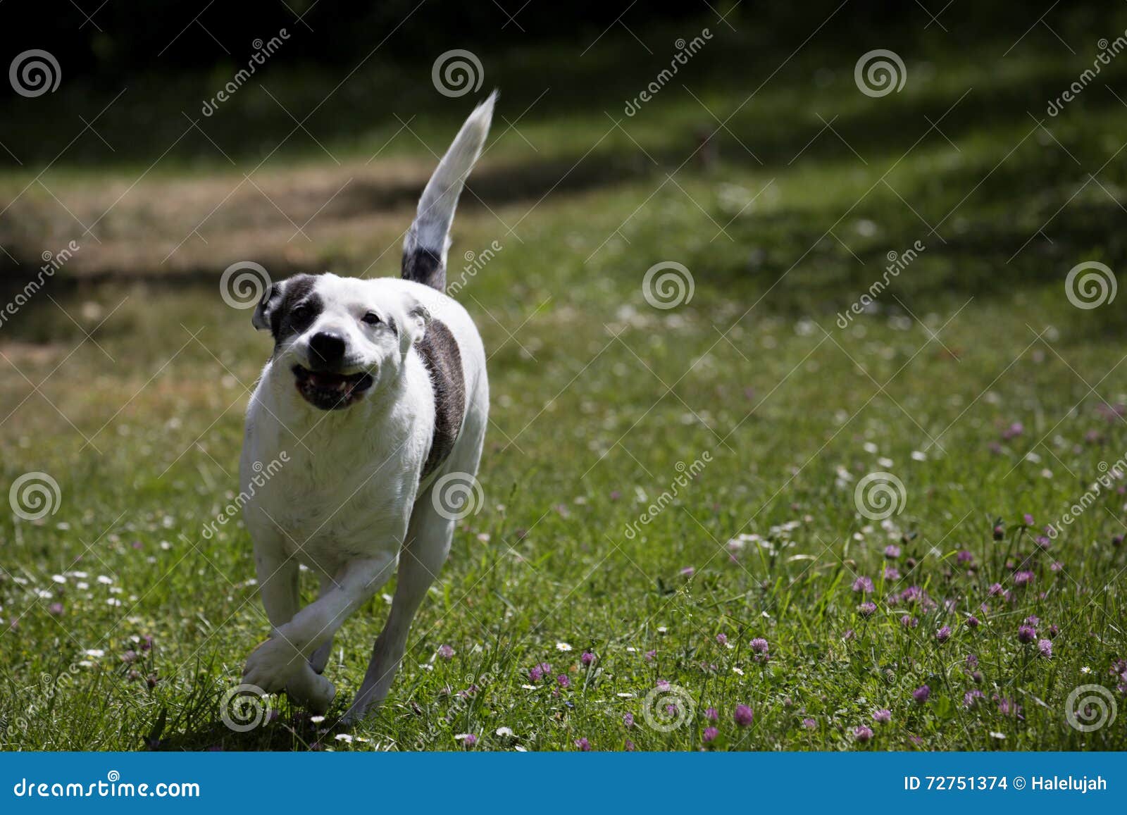 Perro Corriente Perro Blanco Y Negro Elegante Perro Querido Elegante ...