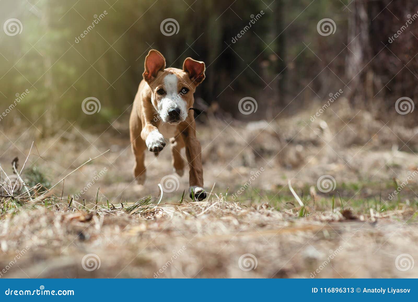 Perro Corriente, Staffordshire Terrier Imagen de archivo - Imagen de ...