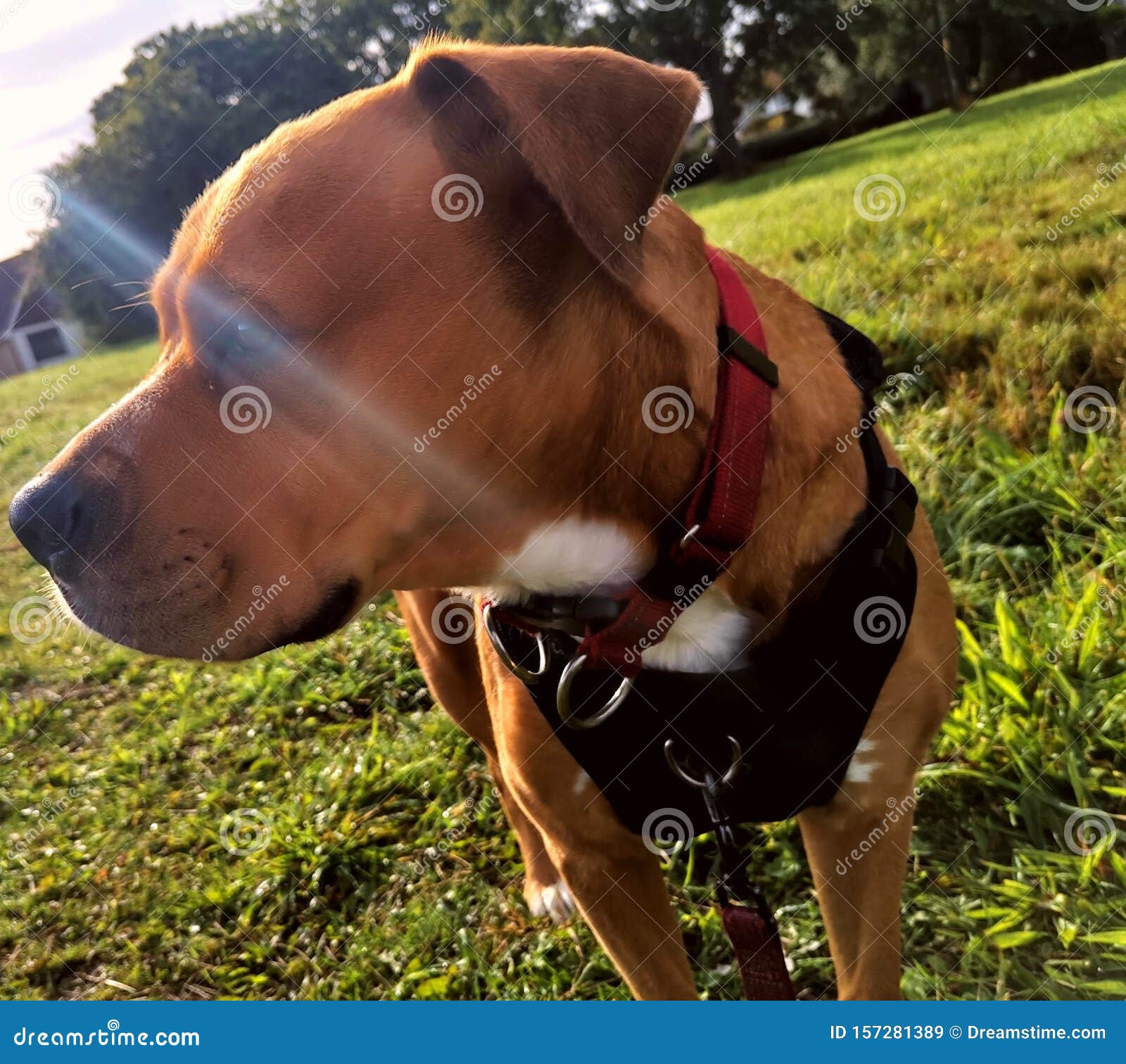 Perro Cruzado En El Paseo Matinal Imagen de archivo - Imagen de lindo ...