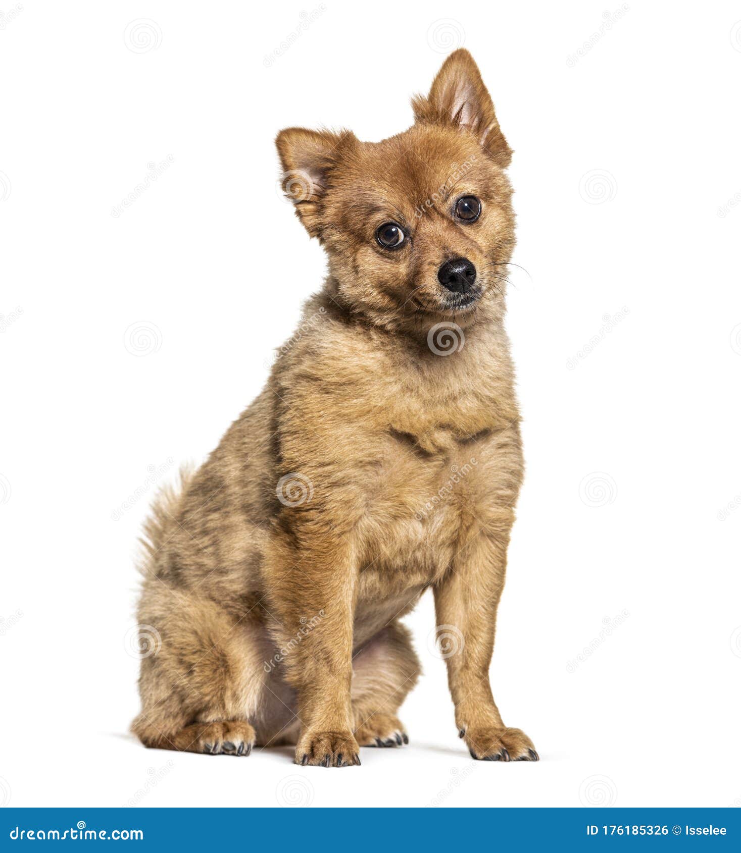 Perro Cruzado Pardo Aislado Foto de archivo - Imagen de tiro, fondo ...