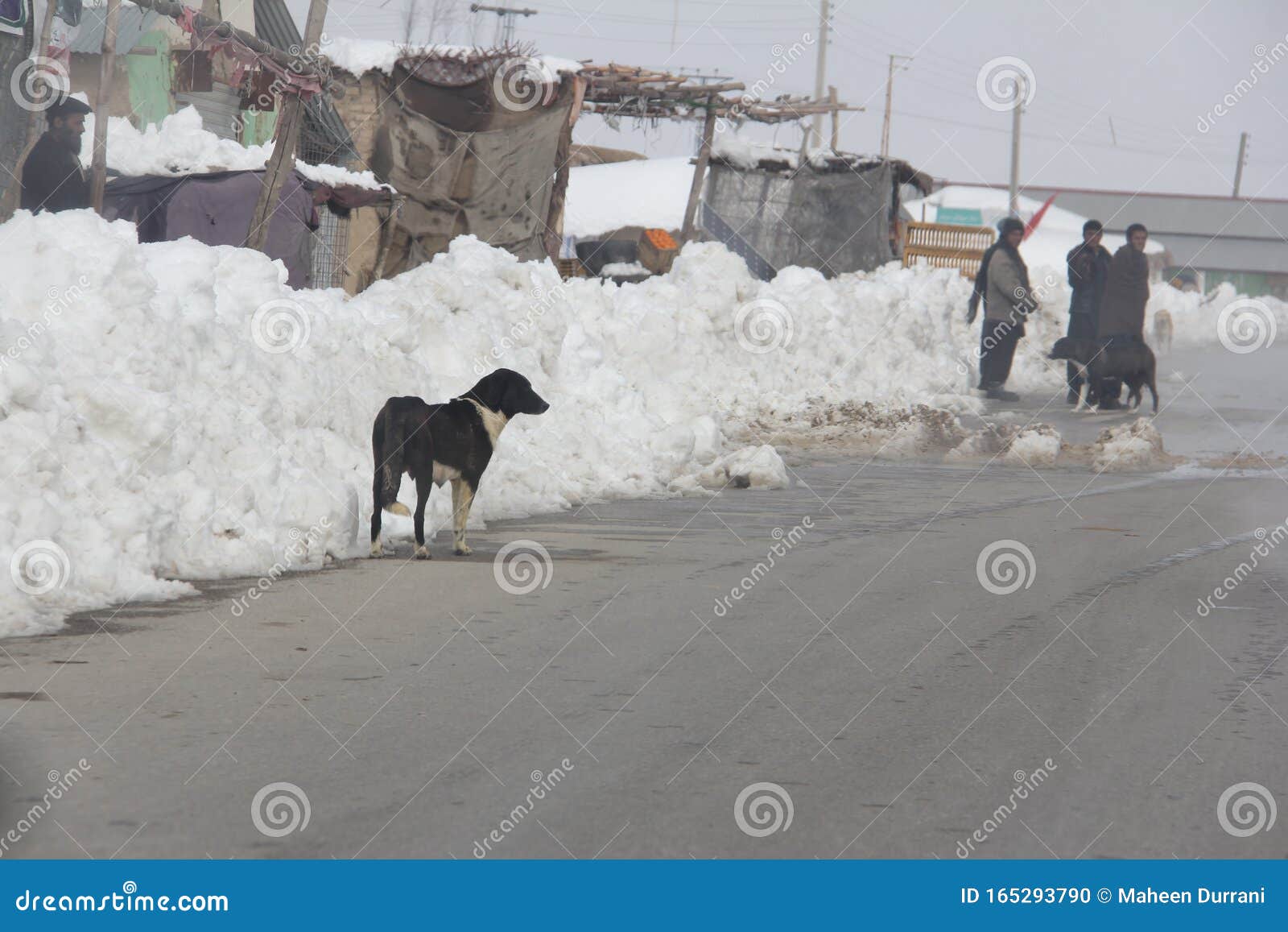 Perro Cruzando La Carretera Imagen editorial - Imagen de blanco, camino ...