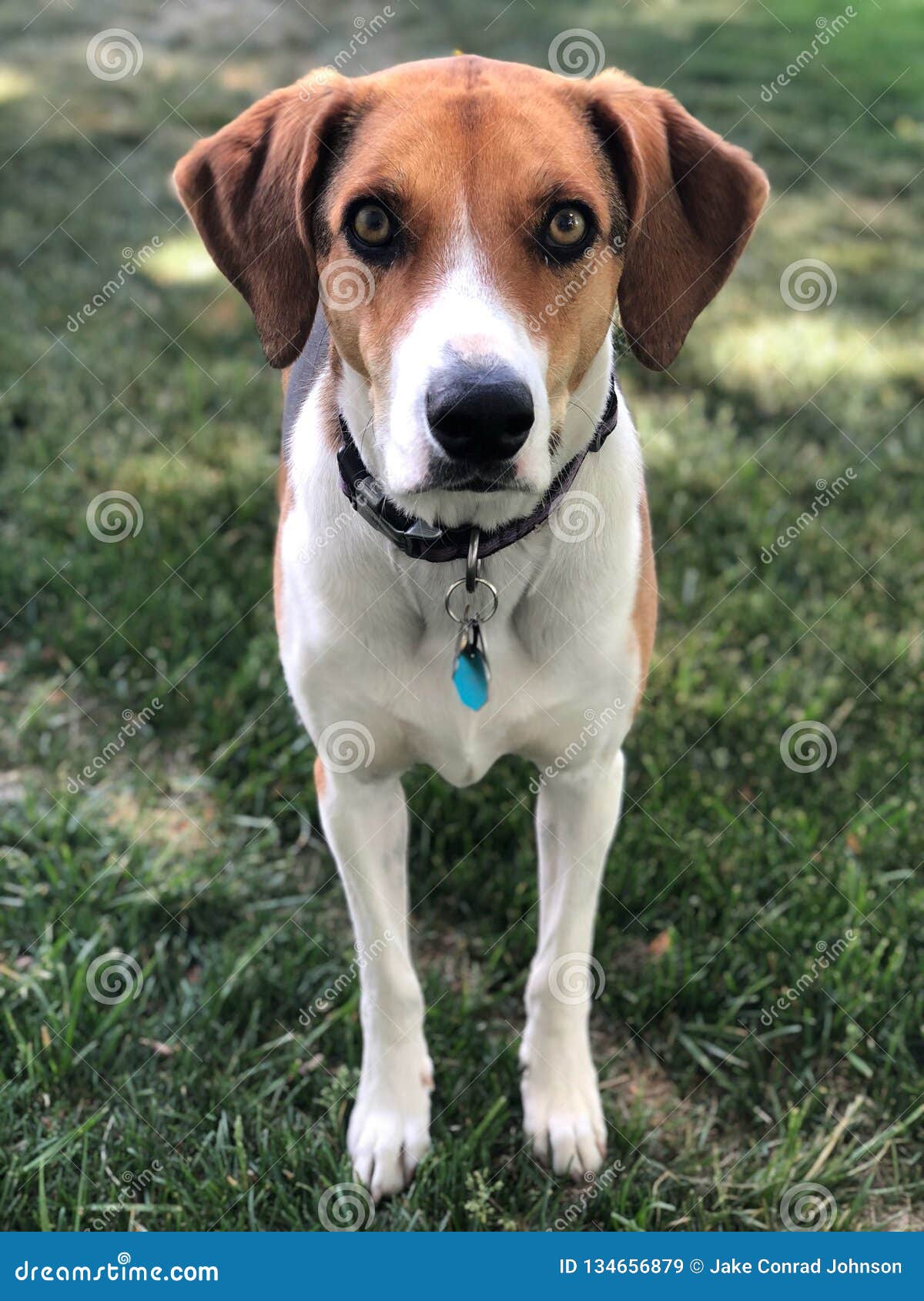 Perro curioso imagen de archivo. Imagen de actitud, foxhound - 134656879