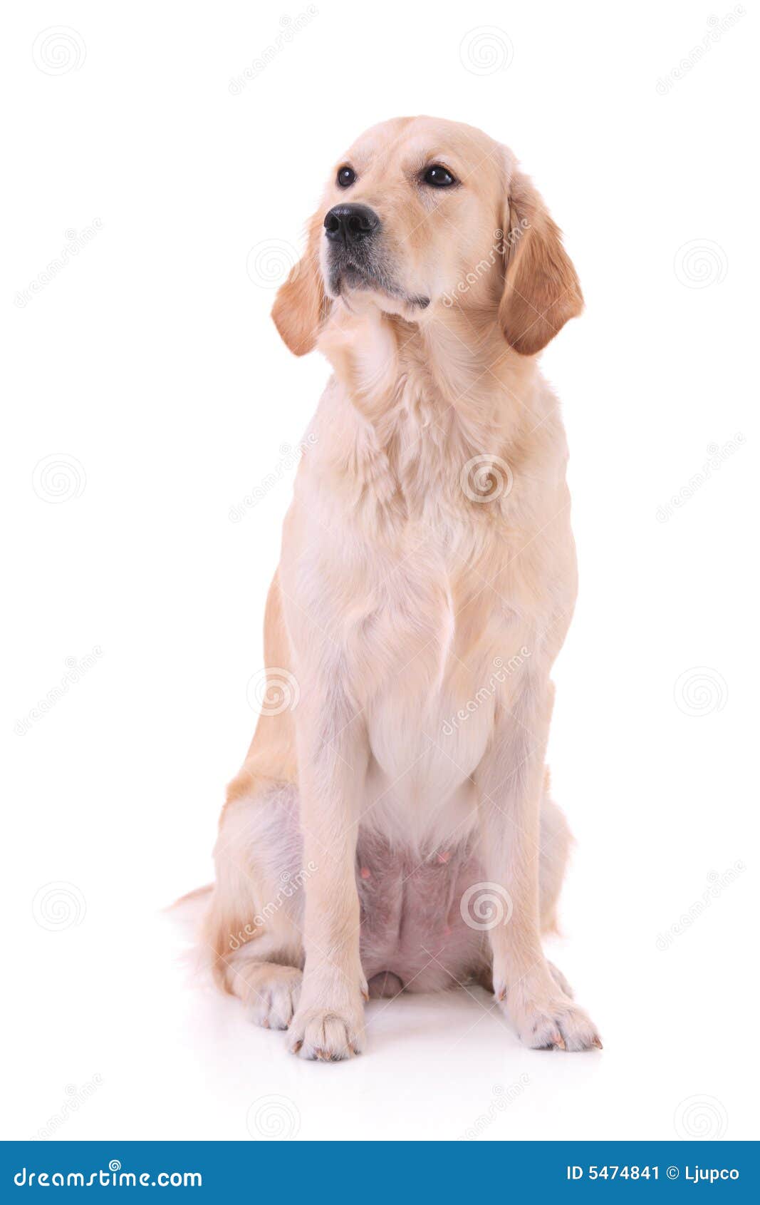 Perro curioso imagen de archivo. Imagen de doméstico, aislado - 5474841