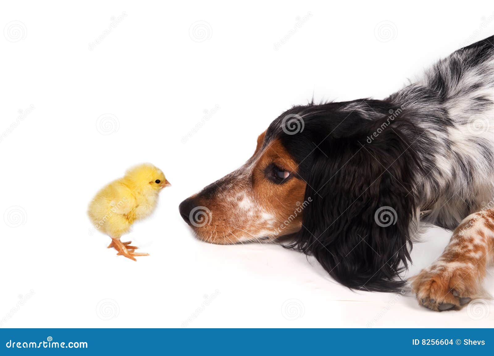 Perro Curioso Con El Polluelo Foto de archivo - Imagen de animal, suave ...
