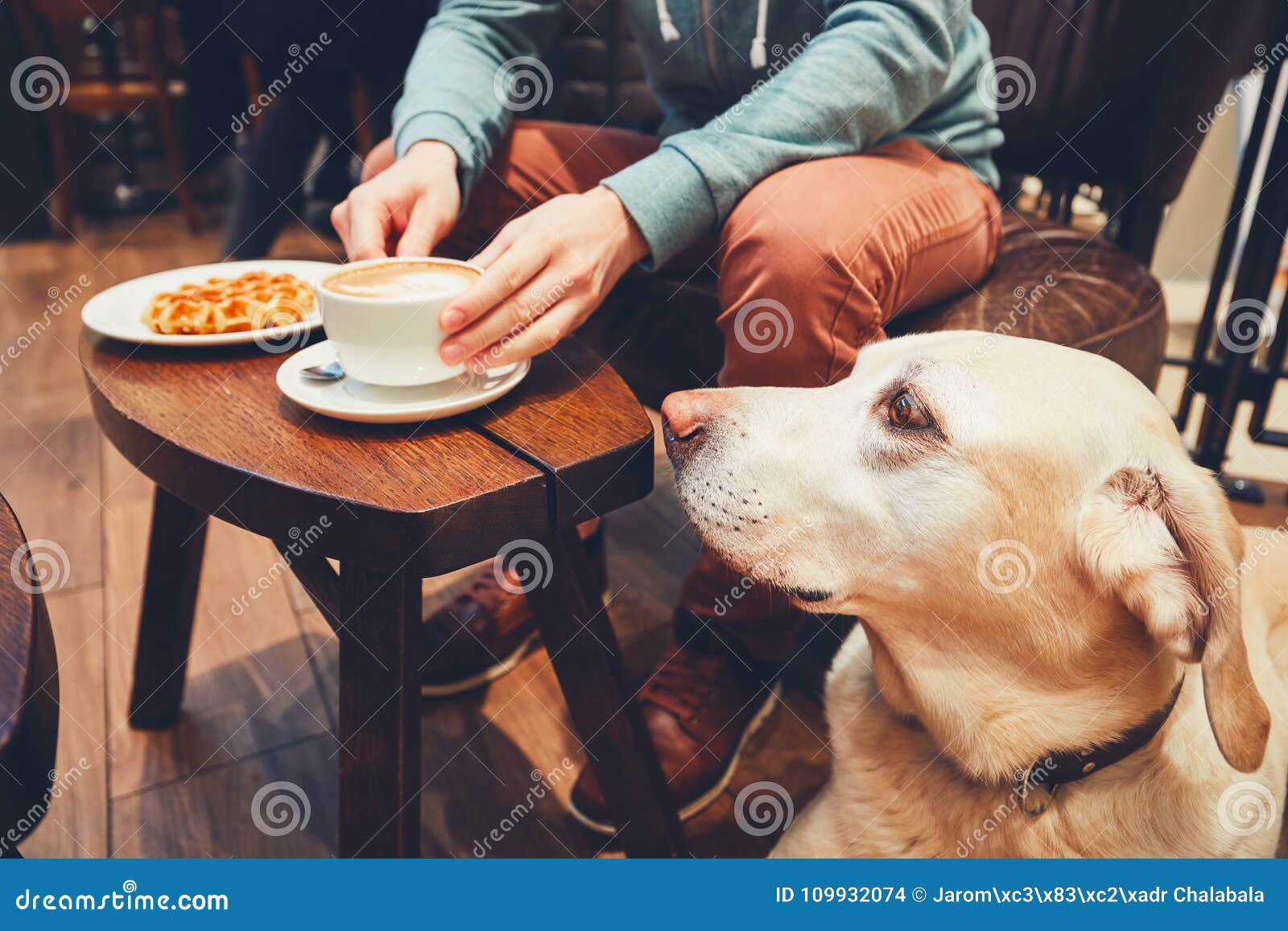 Perro curioso en el café foto de archivo. Imagen de divertido - 109932074