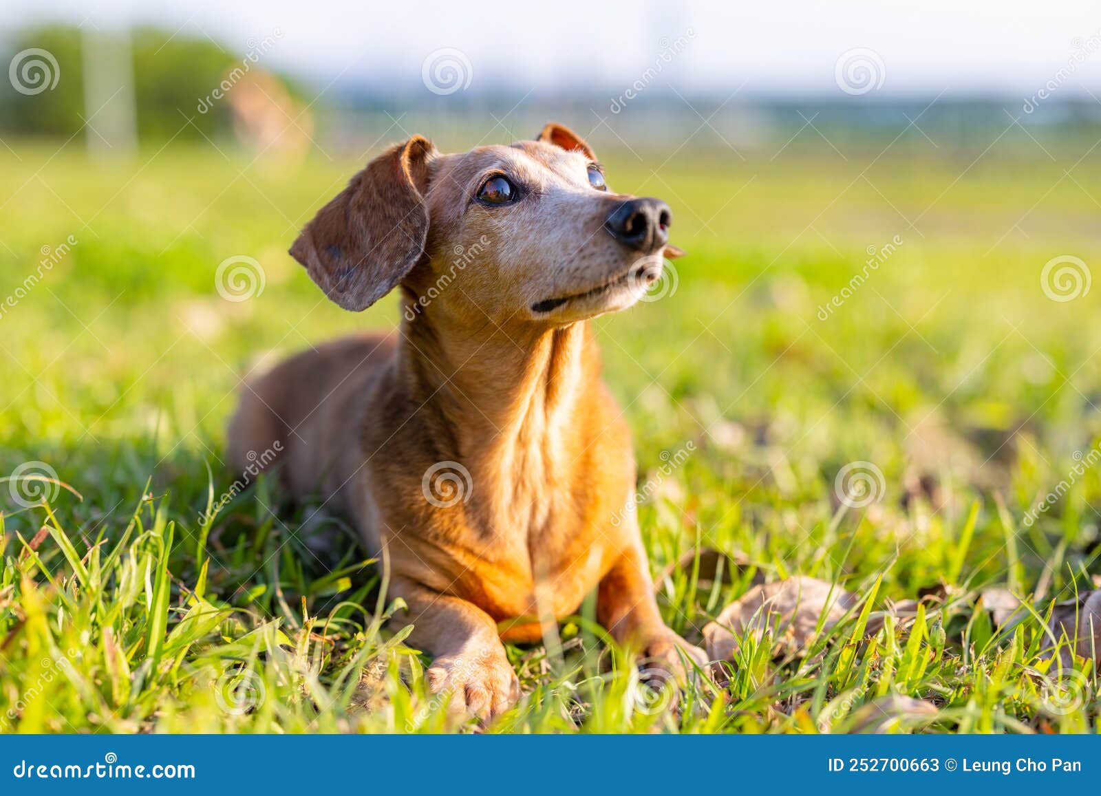 Perro Dachshund Sentado En La Hierba Imagen de archivo - Imagen de ...