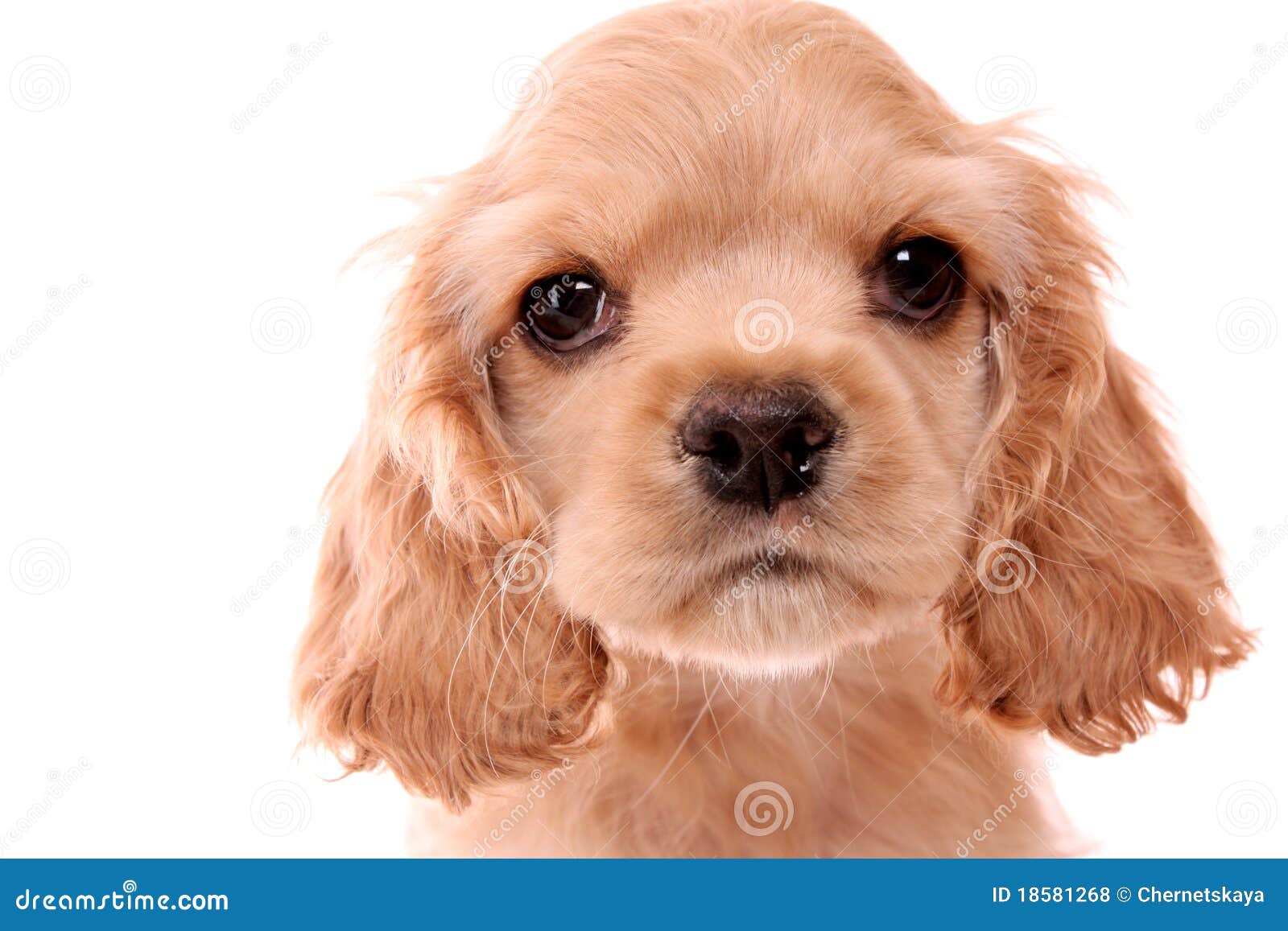 Perro De Aguas De Cocker Del Perrito Foto de archivo - Imagen de peludo ...