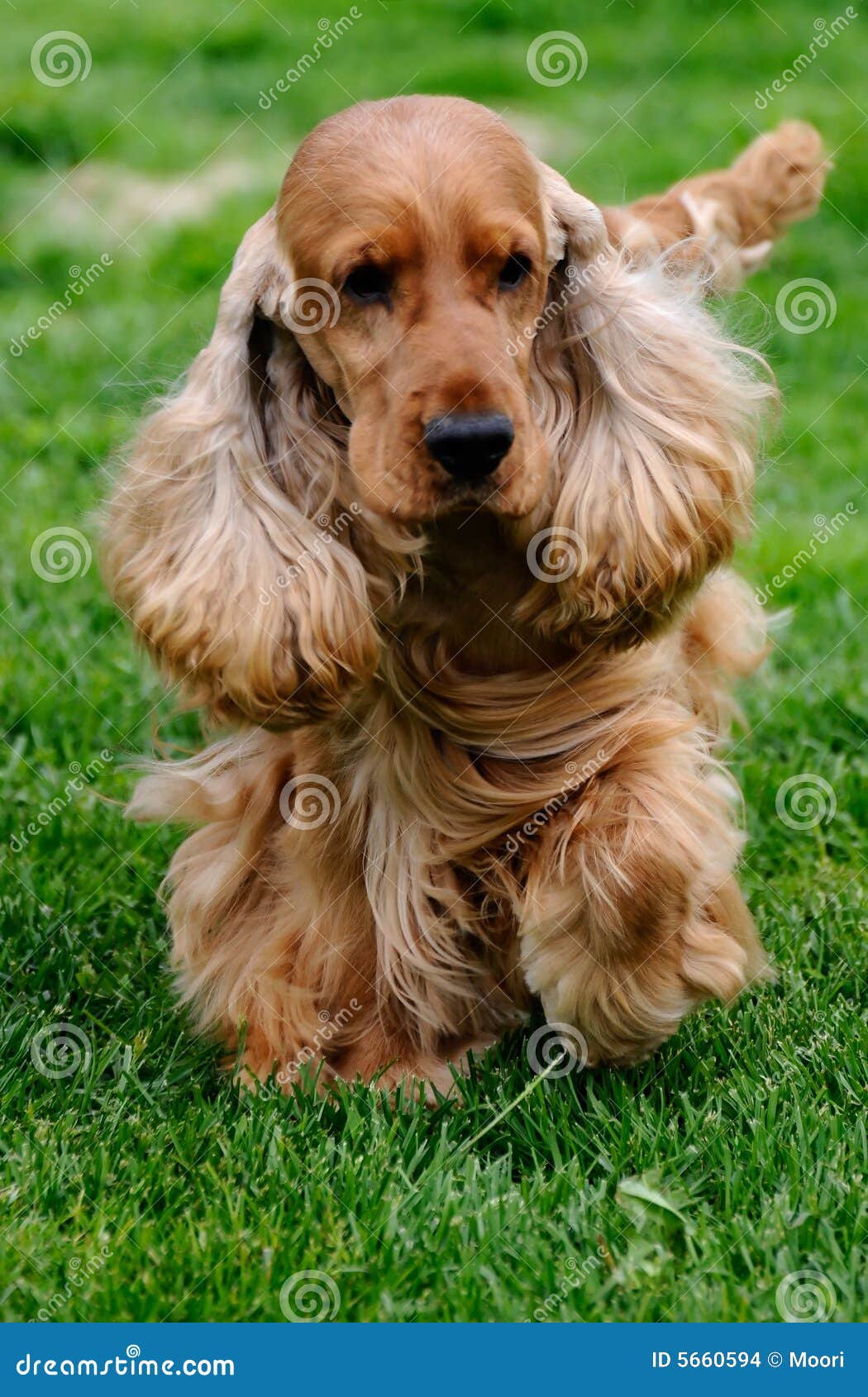 Perro De Aguas De Cocker Inglés Foto de archivo - Imagen de pelo ...