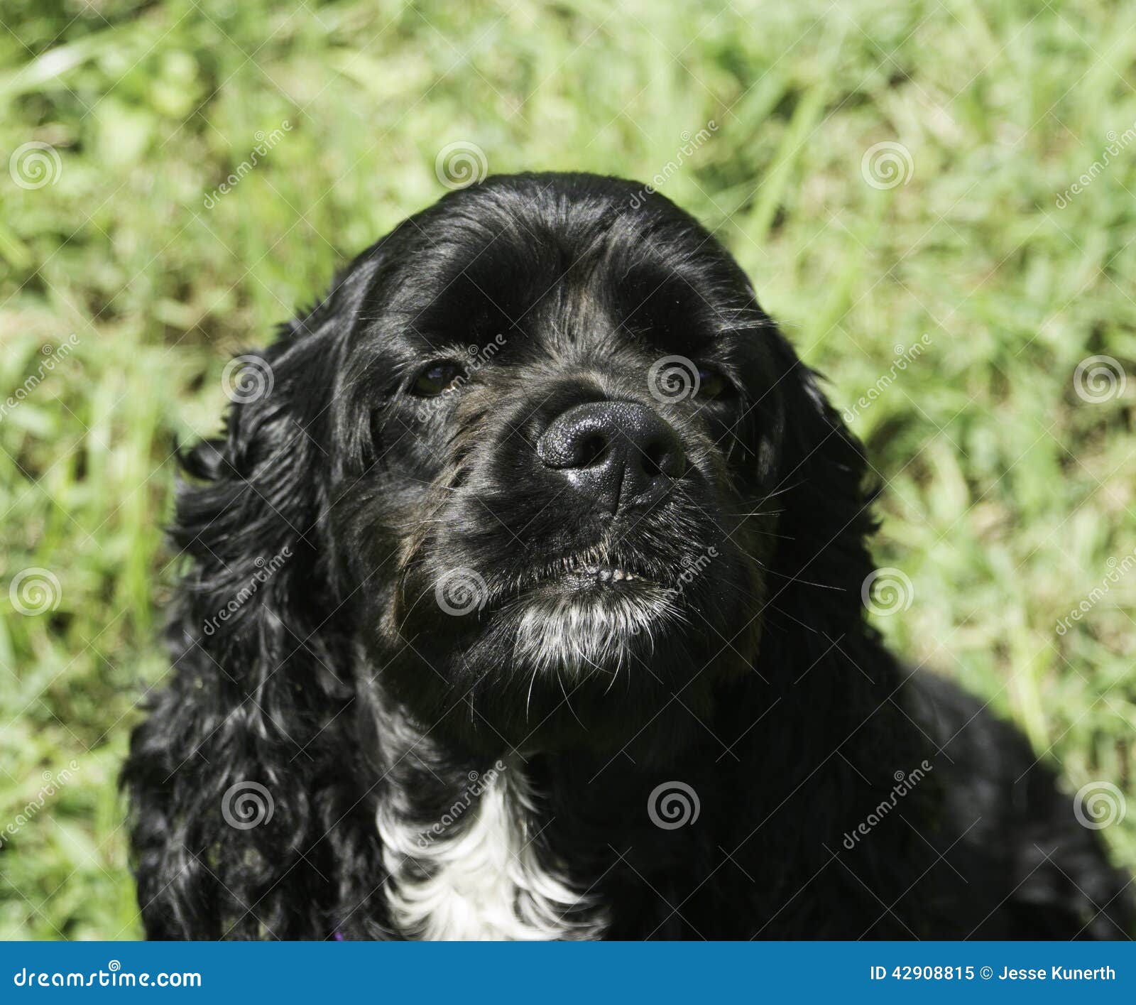 Perro De Aguas De Cocker Negro Imagen de archivo - Imagen de mascota ...