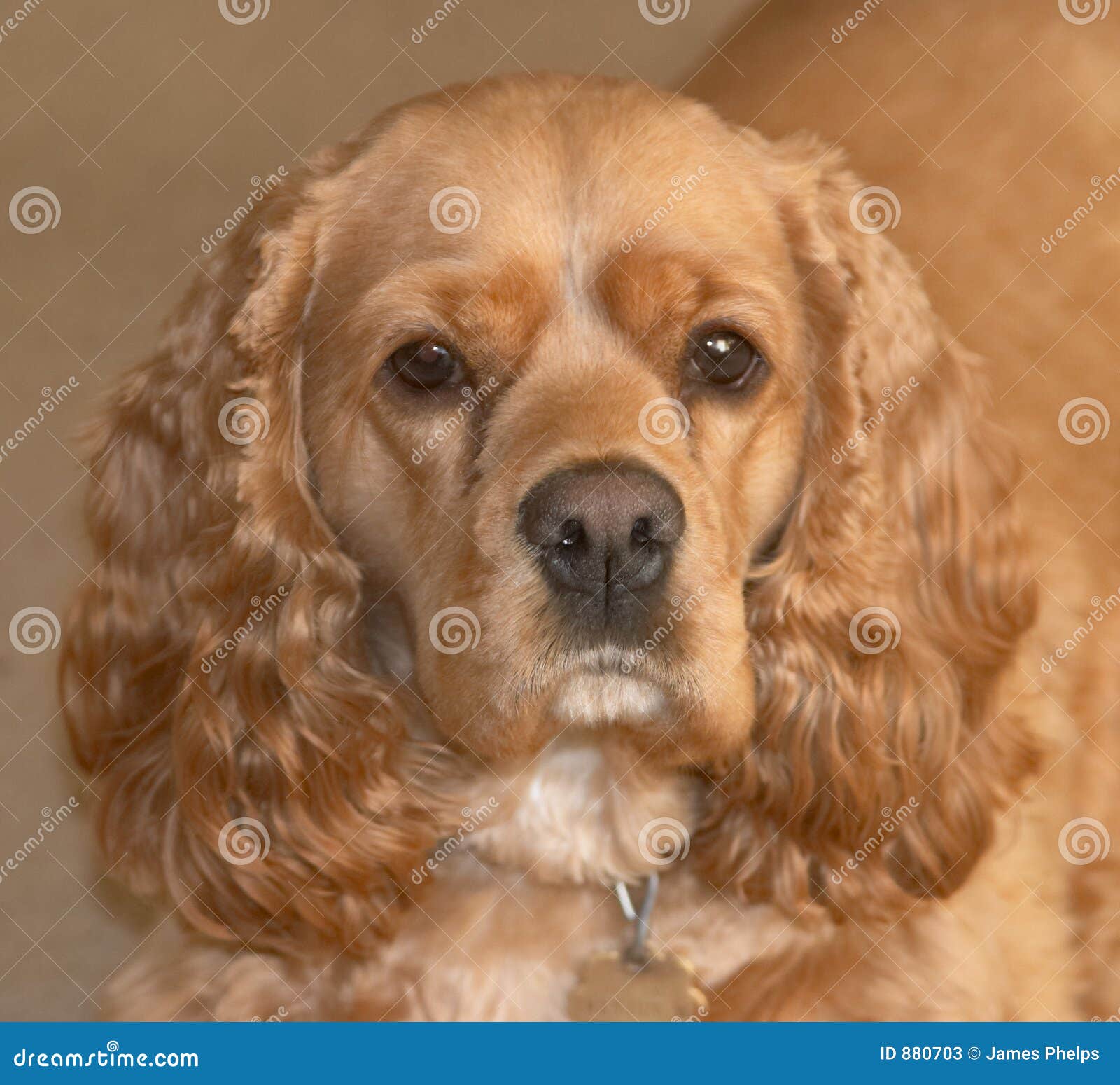 Perro De Aguas De Cocker Rubio Imagen de archivo - Imagen de adorable ...