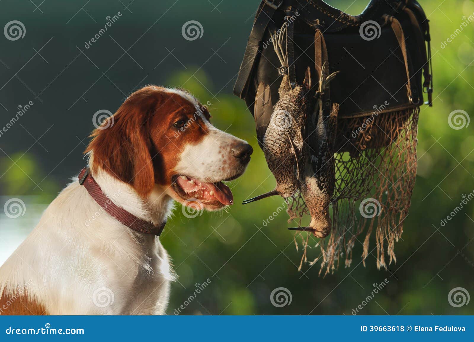 Perro De Arma Cerca a Los Trofeos Foto de archivo - Imagen de arma ...