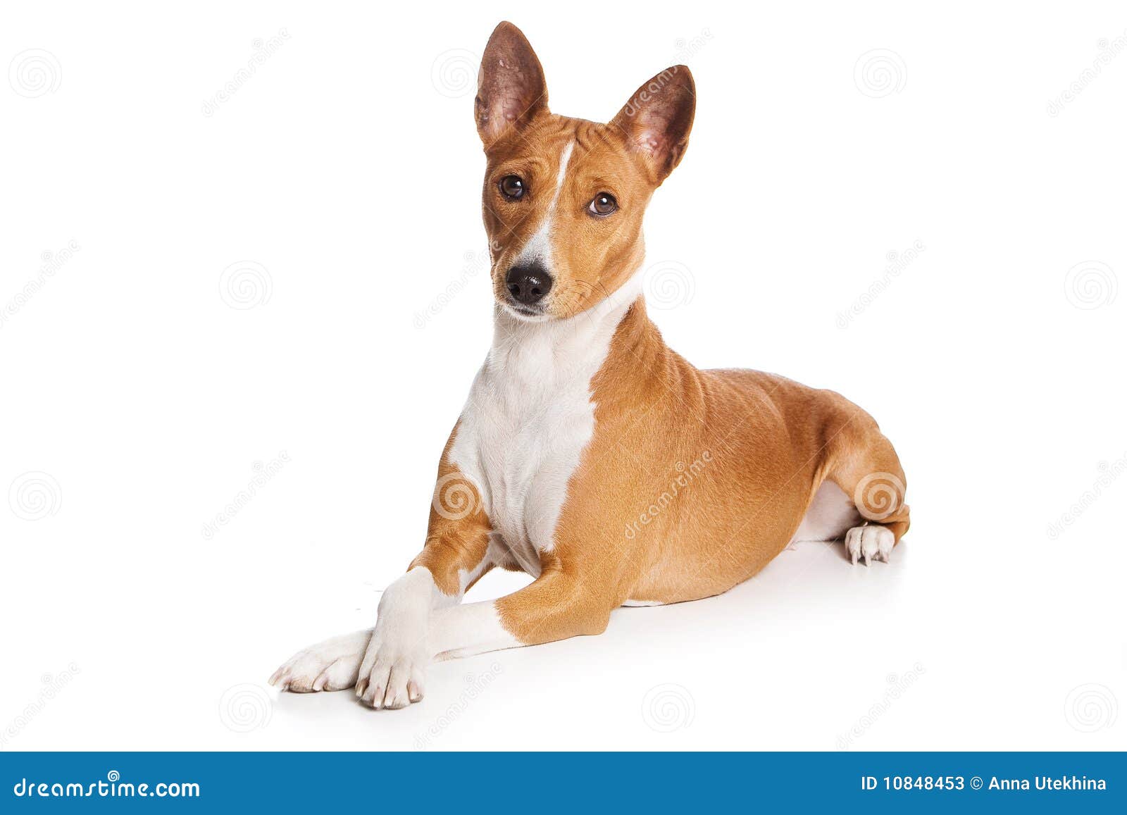 Perro de Basenji imagen de archivo. Imagen de horizontal - 10848453