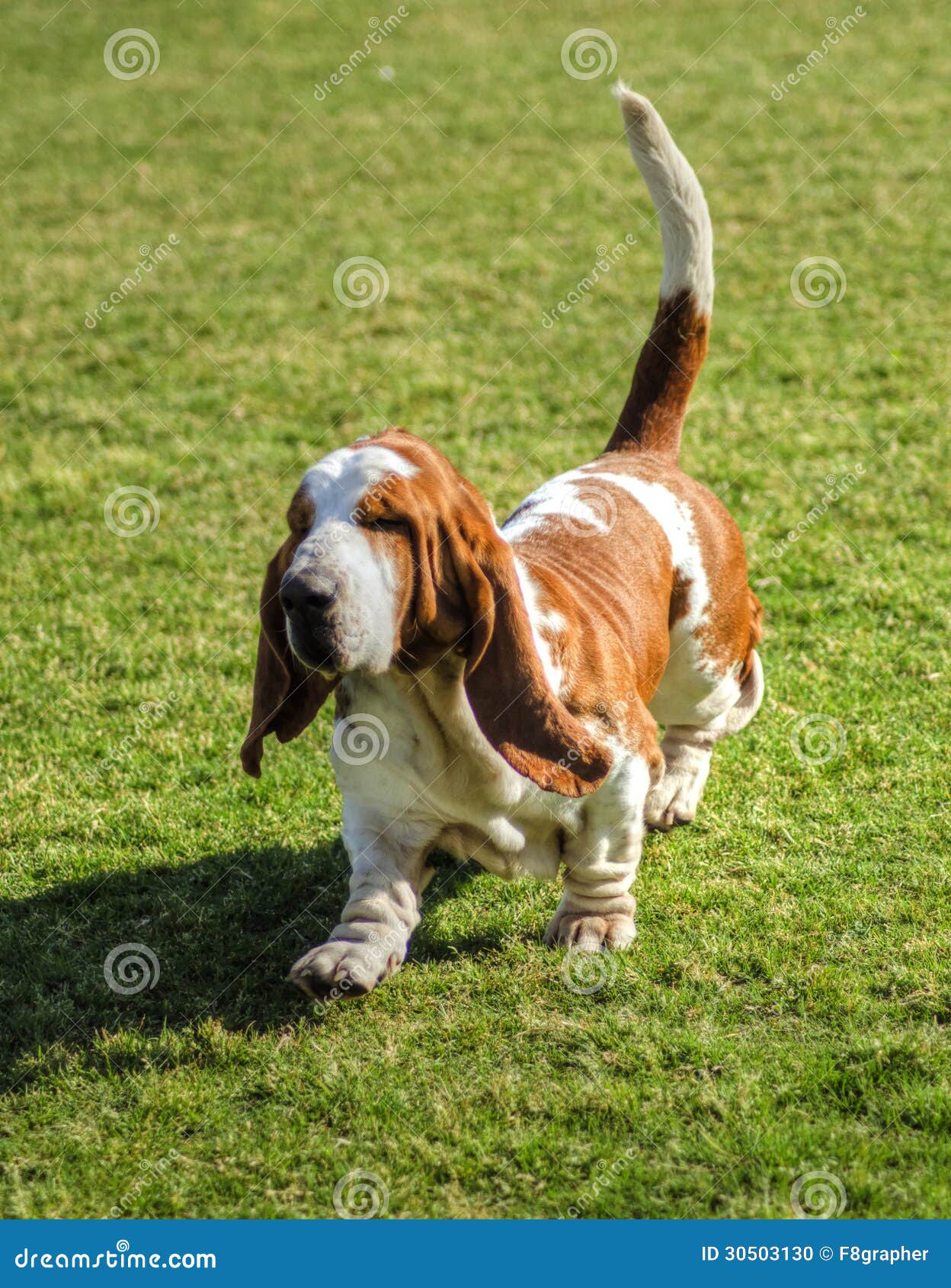 Perro de Basset Hound foto de archivo. Imagen de inteligente - 30503130