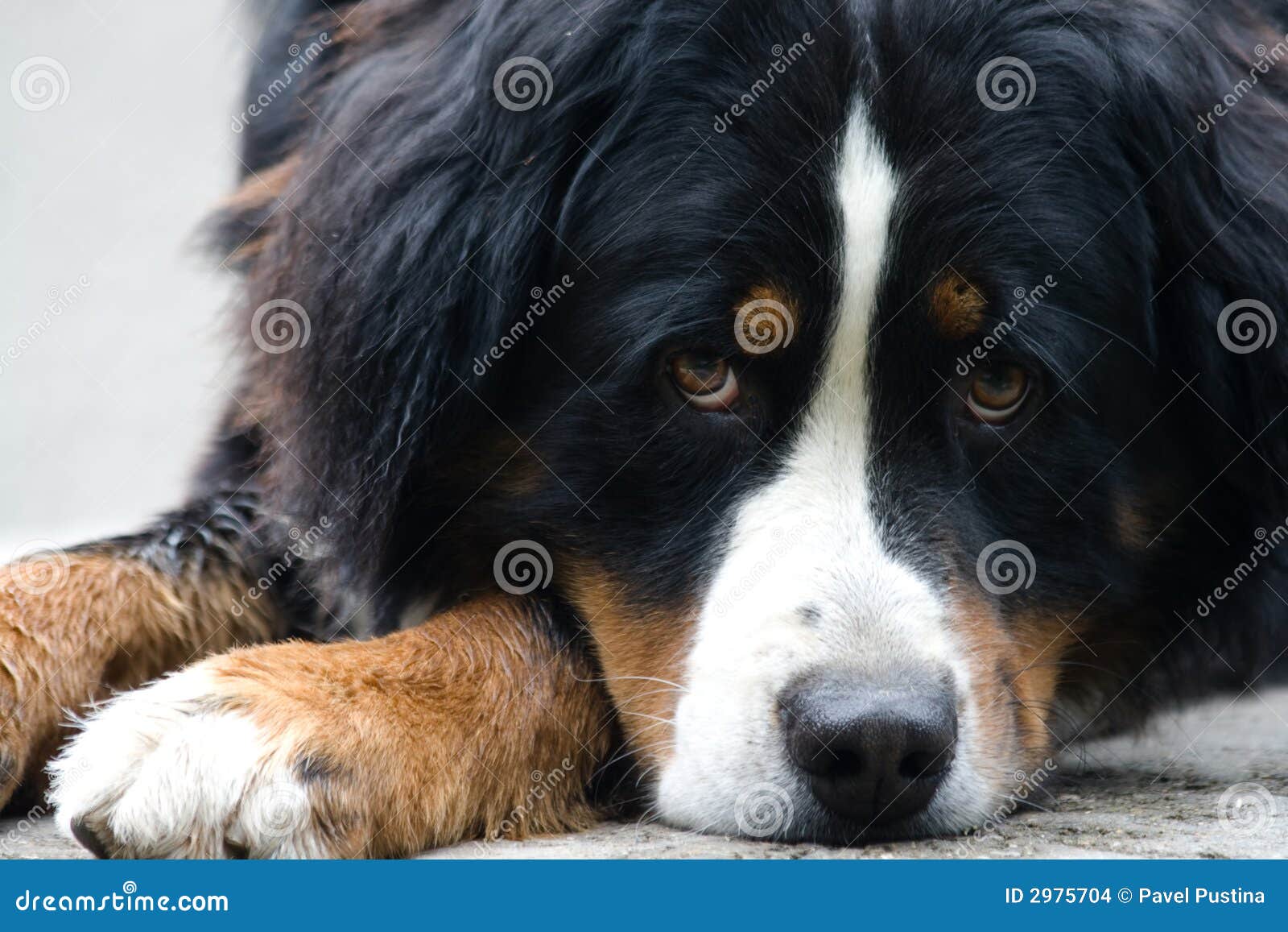 Perro de Bernese foto de archivo. Imagen de pista, negro - 2975704
