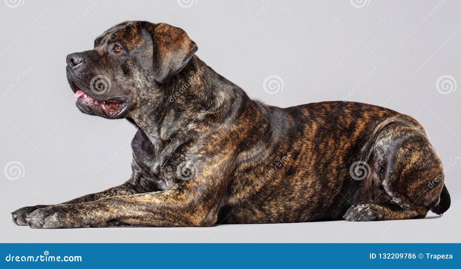 Perro De Boerboel Aislado En Grey Background Foto de archivo - Imagen ...