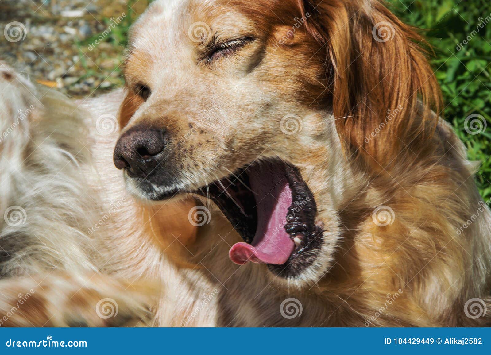 Perro De Bostezo Del Organismo Imagen de archivo - Imagen de durmiendo ...