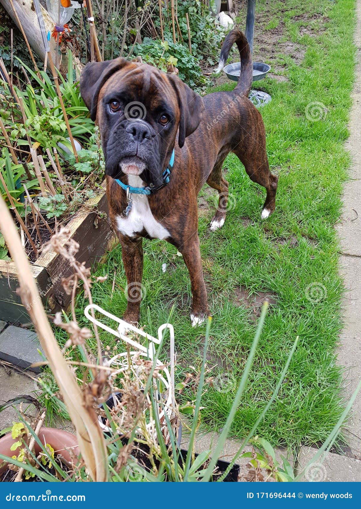 Perro de boxeador adorable foto de archivo. Imagen de perro - 171696444