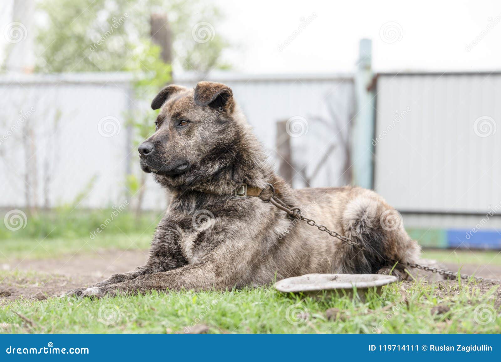 Perro De Brown Con Las Rayas En Un Correo En La Yarda Imagen de archivo ...