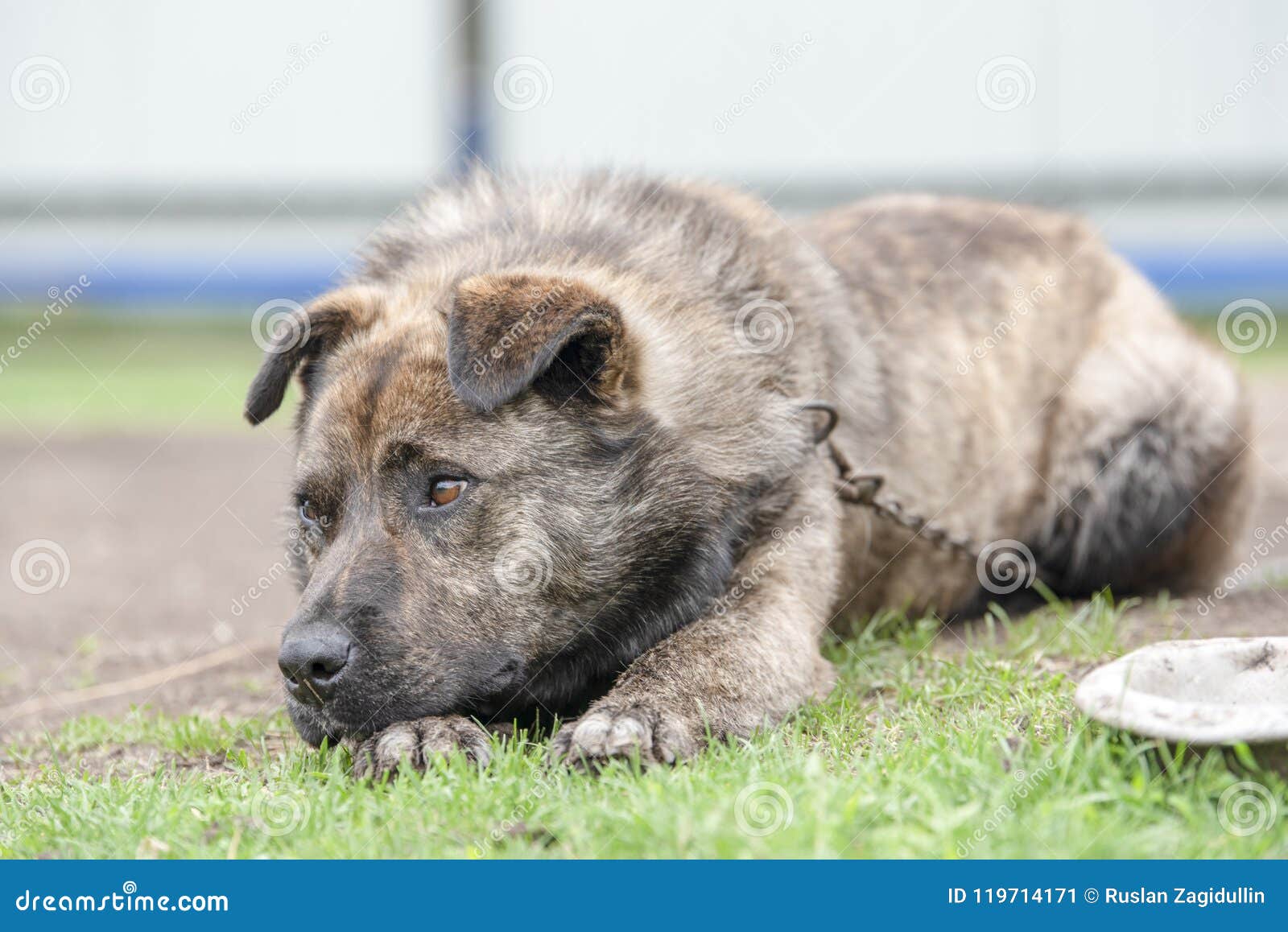 Perro De Brown Con Las Rayas En Un Correo En La Yarda Imagen de archivo ...