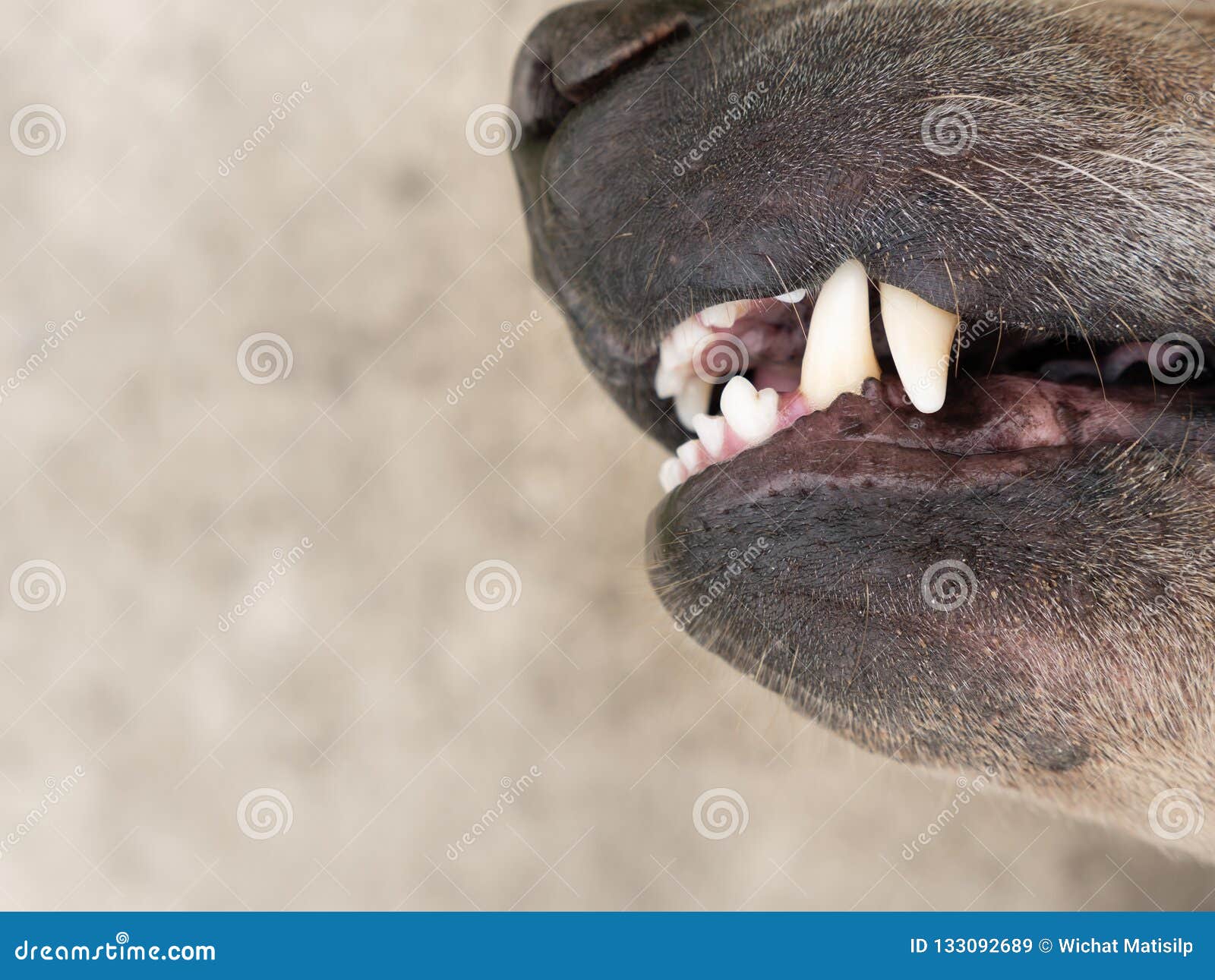 Perro De Brown Que Muestra Colmillos Imagen de archivo - Imagen de ...