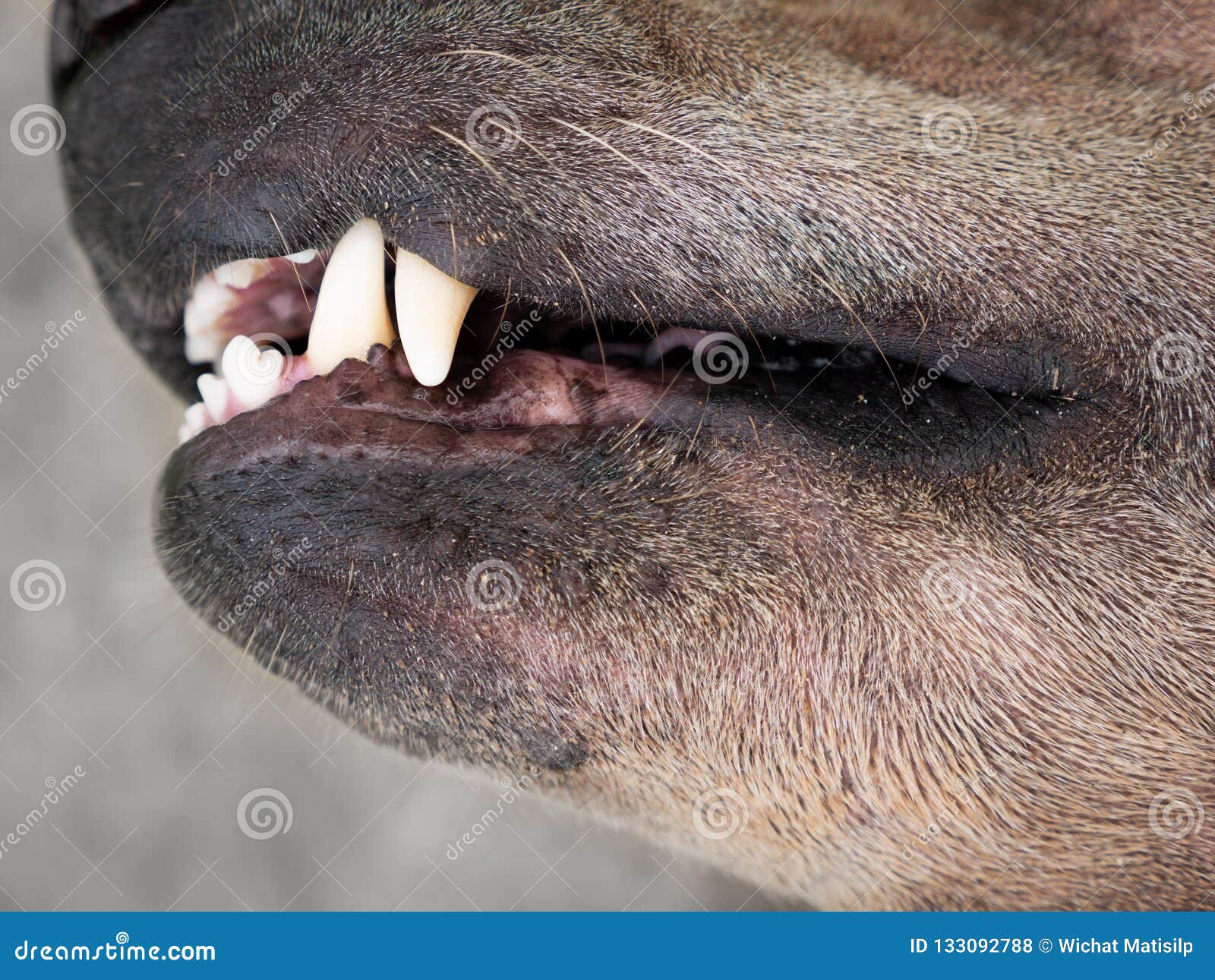 Perro De Brown Que Muestra Colmillos Foto de archivo - Imagen de goma ...