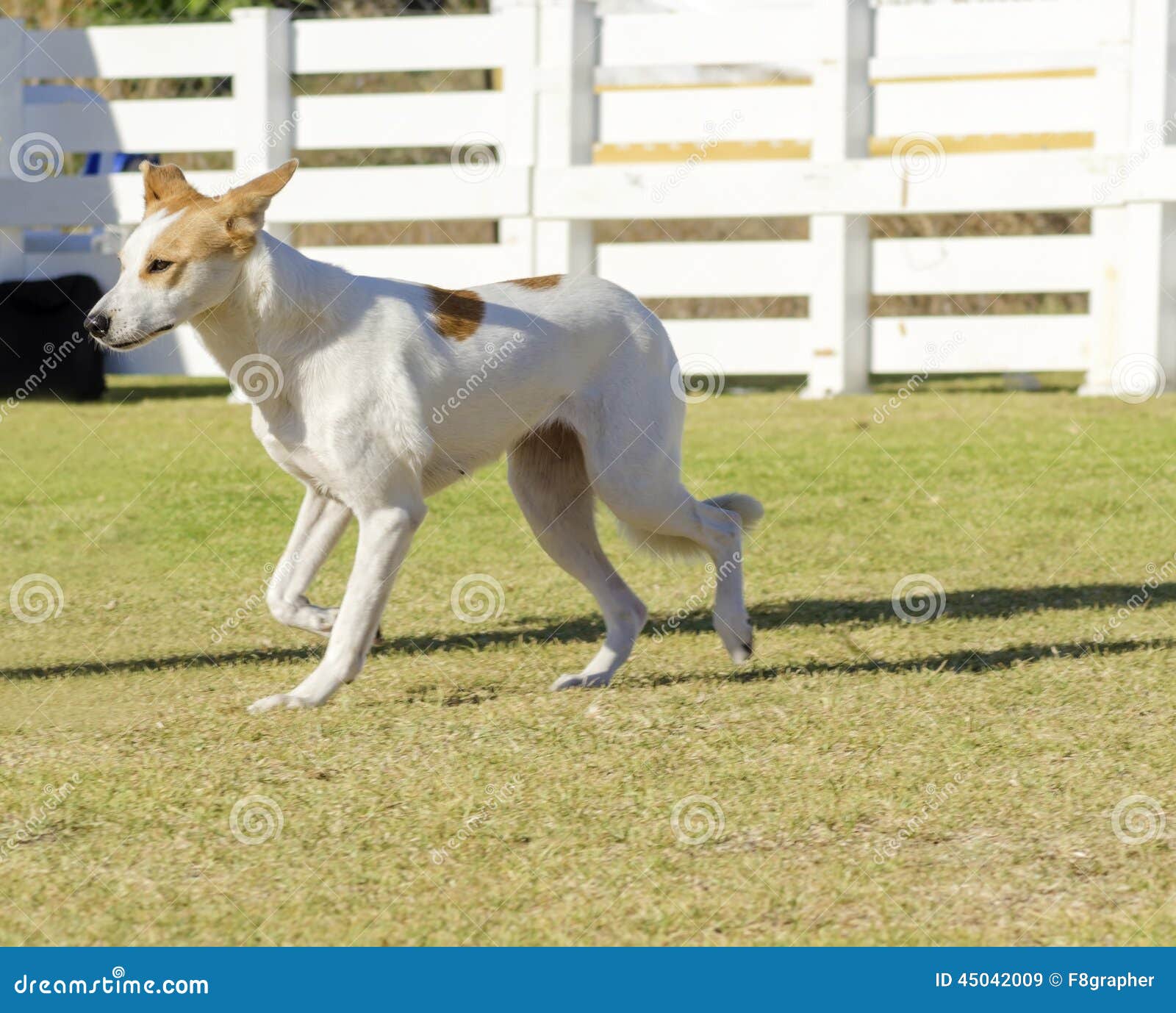 Perro de Canaan imagen de archivo. Imagen de kaleb, animal - 45042009