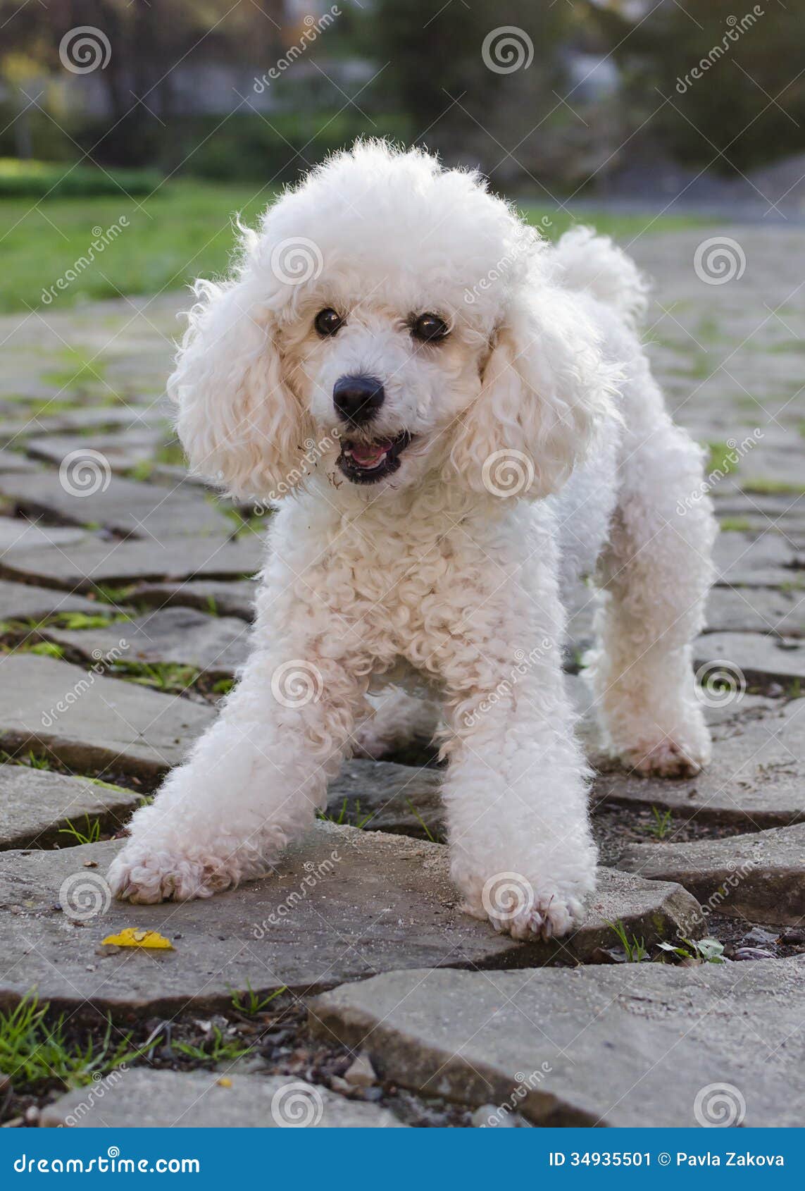 Perro de caniche imagen de archivo. Imagen de camino - 34935501