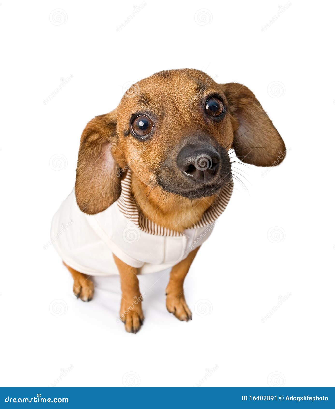 Perro De Chiweenie Con El Equipo Rosado Imagen de archivo - Imagen de ...