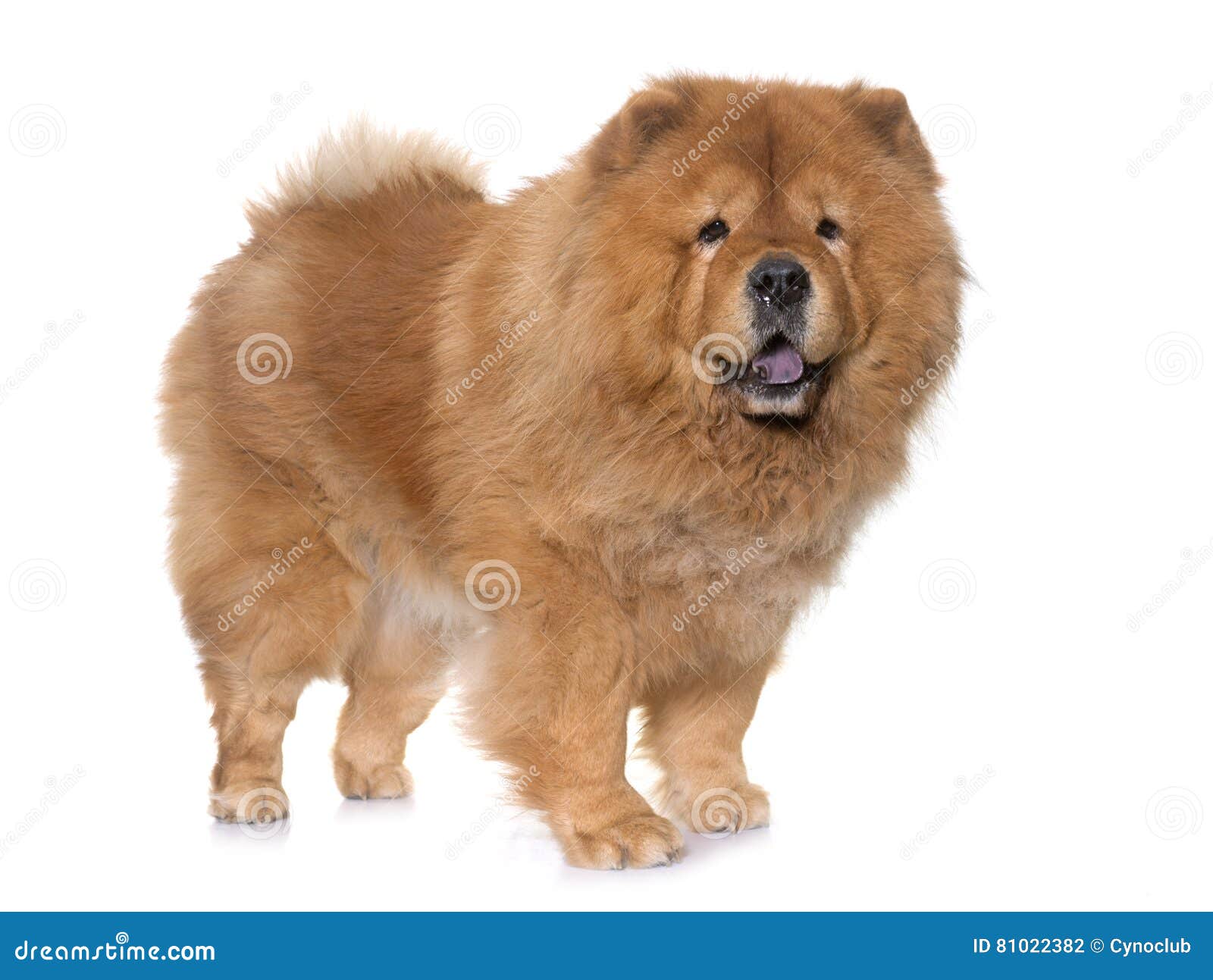 Perro de Chow Chow foto de archivo. Imagen de fondo, aislado - 81022382