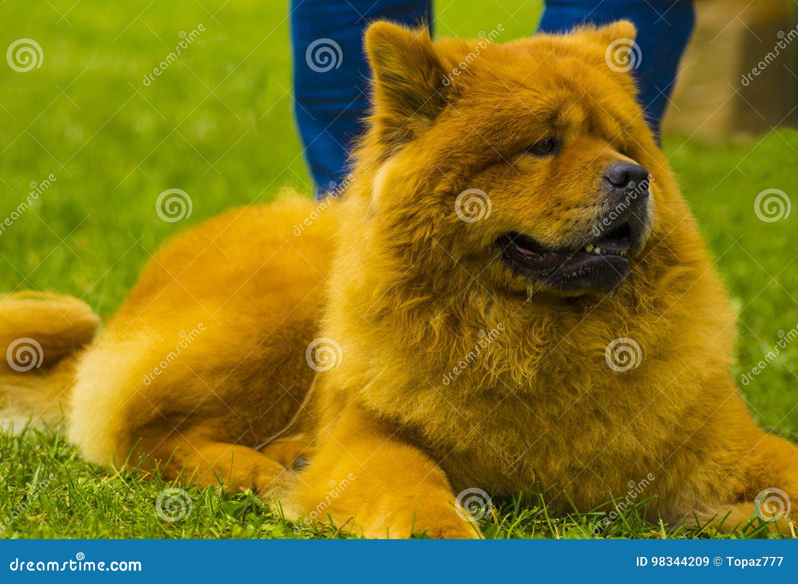 Perro De Chow Chow Chow-chow Hermoso Del Perro En El Parque Imagen de ...
