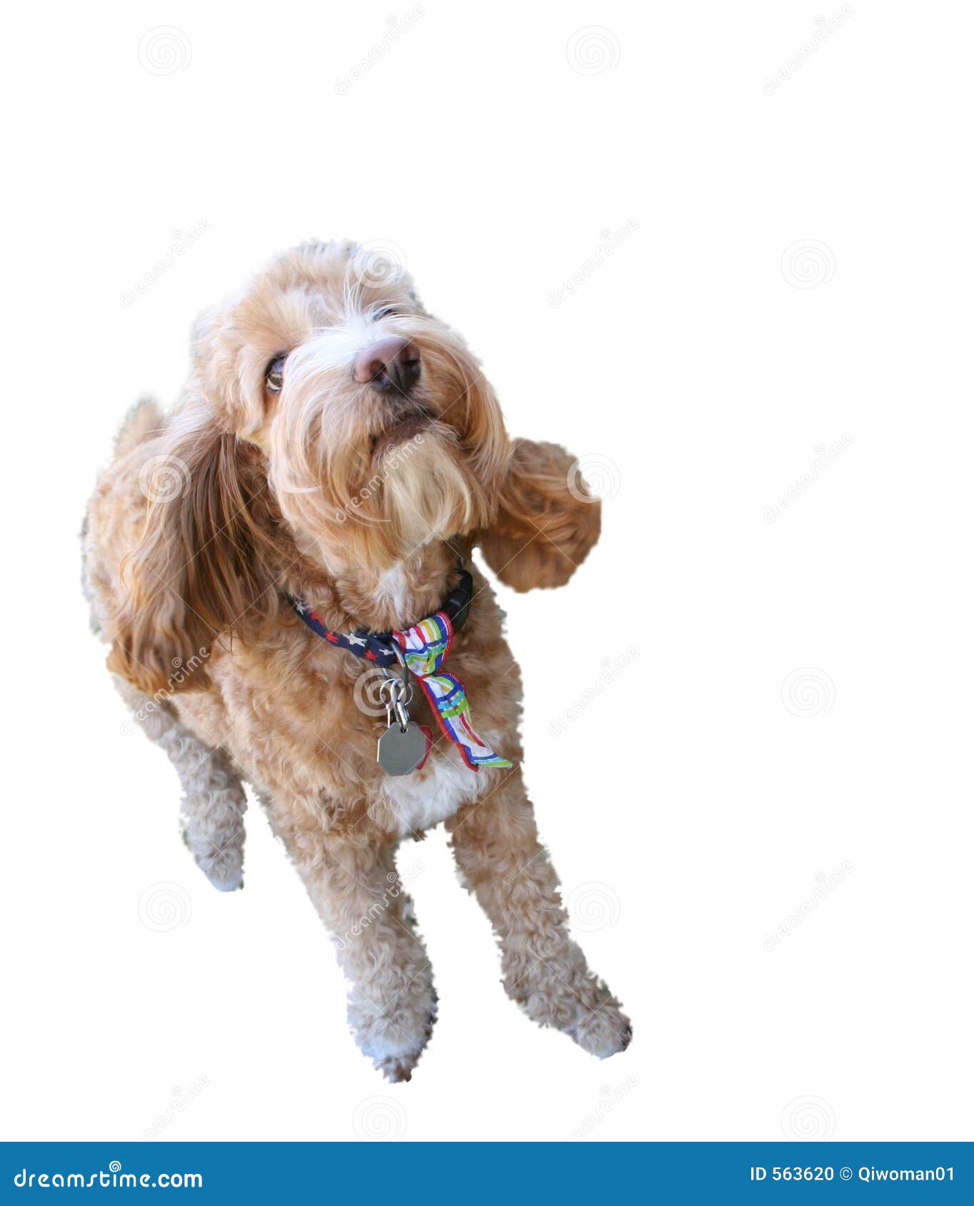 Perro De Cockapoo - Aislado En Blanco Foto de archivo - Imagen de rocco ...