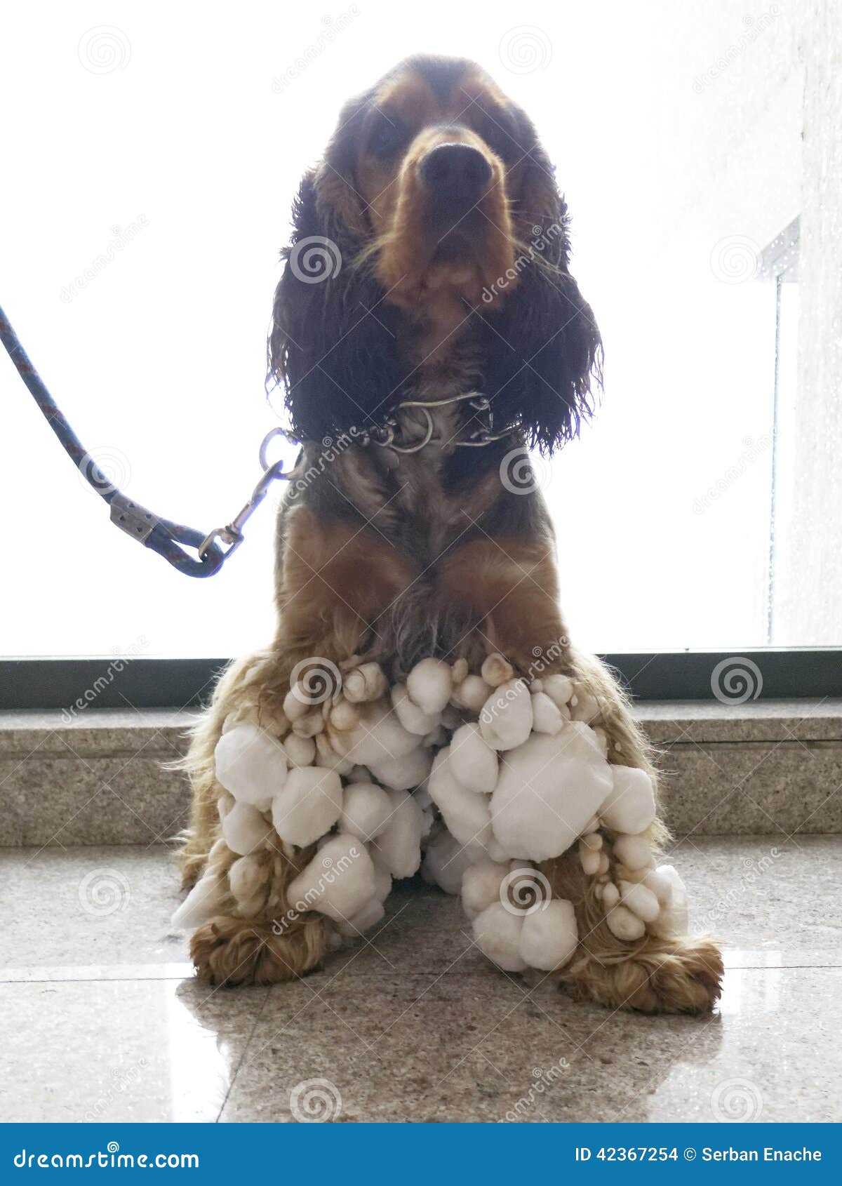 Perro de cocker spaniel foto de archivo. Imagen de plomo - 42367254