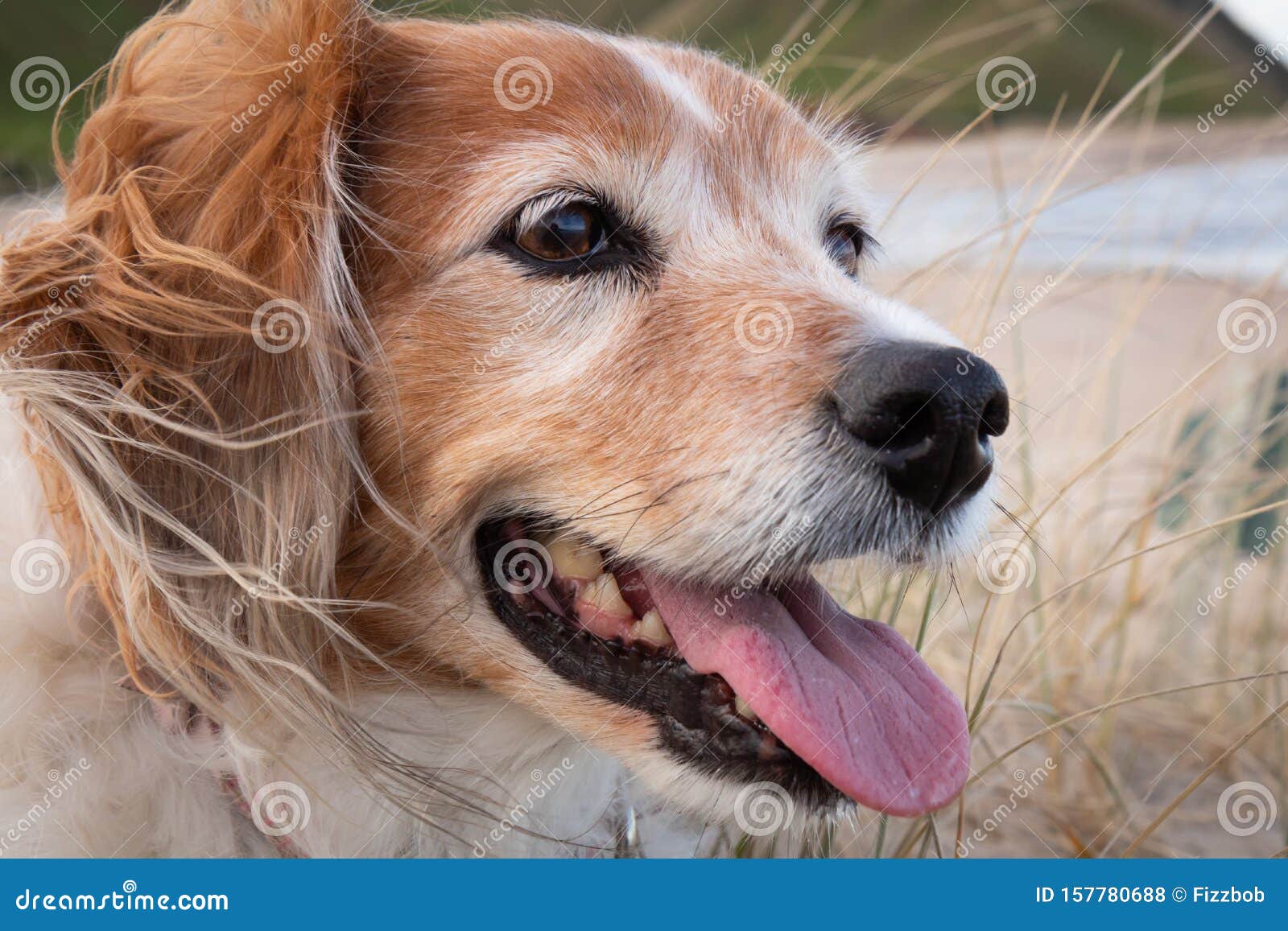 Perro De Color Rojo Y Blanco Feliz Foto de archivo - Imagen de pelo ...