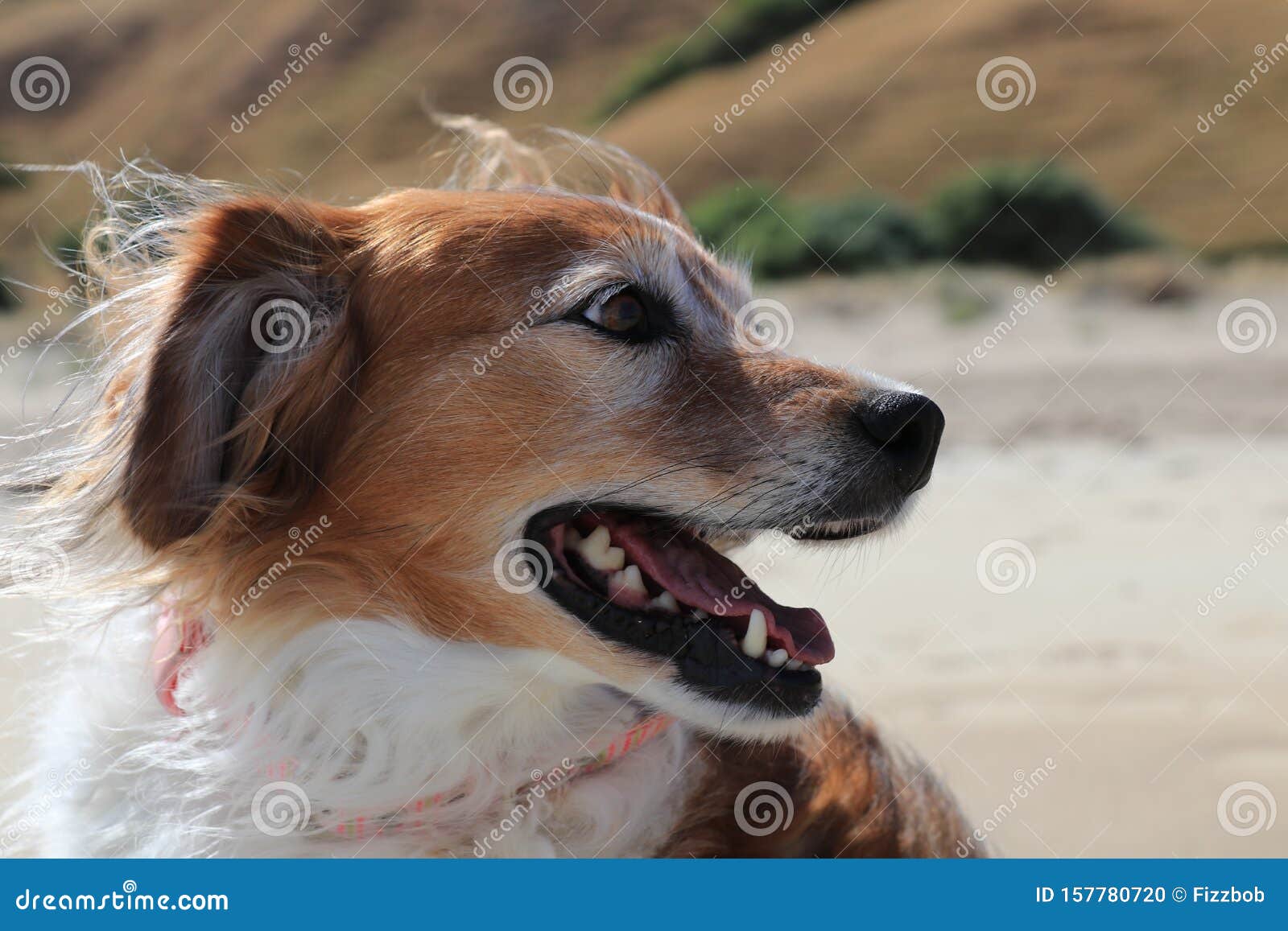 Perro De Color Rojo Y Blanco Feliz Foto de archivo - Imagen de ...