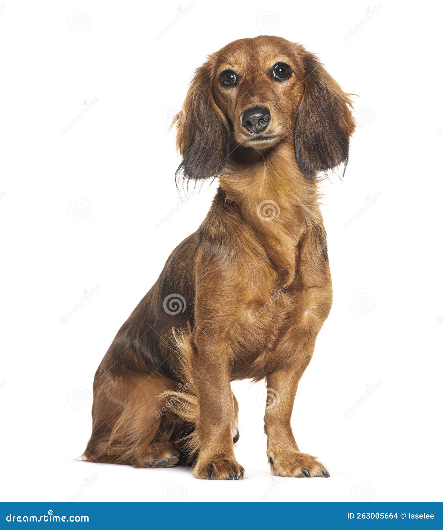 Perro De Dachshund Sentado Orgullosamente Aislado En Blanco Foto de ...